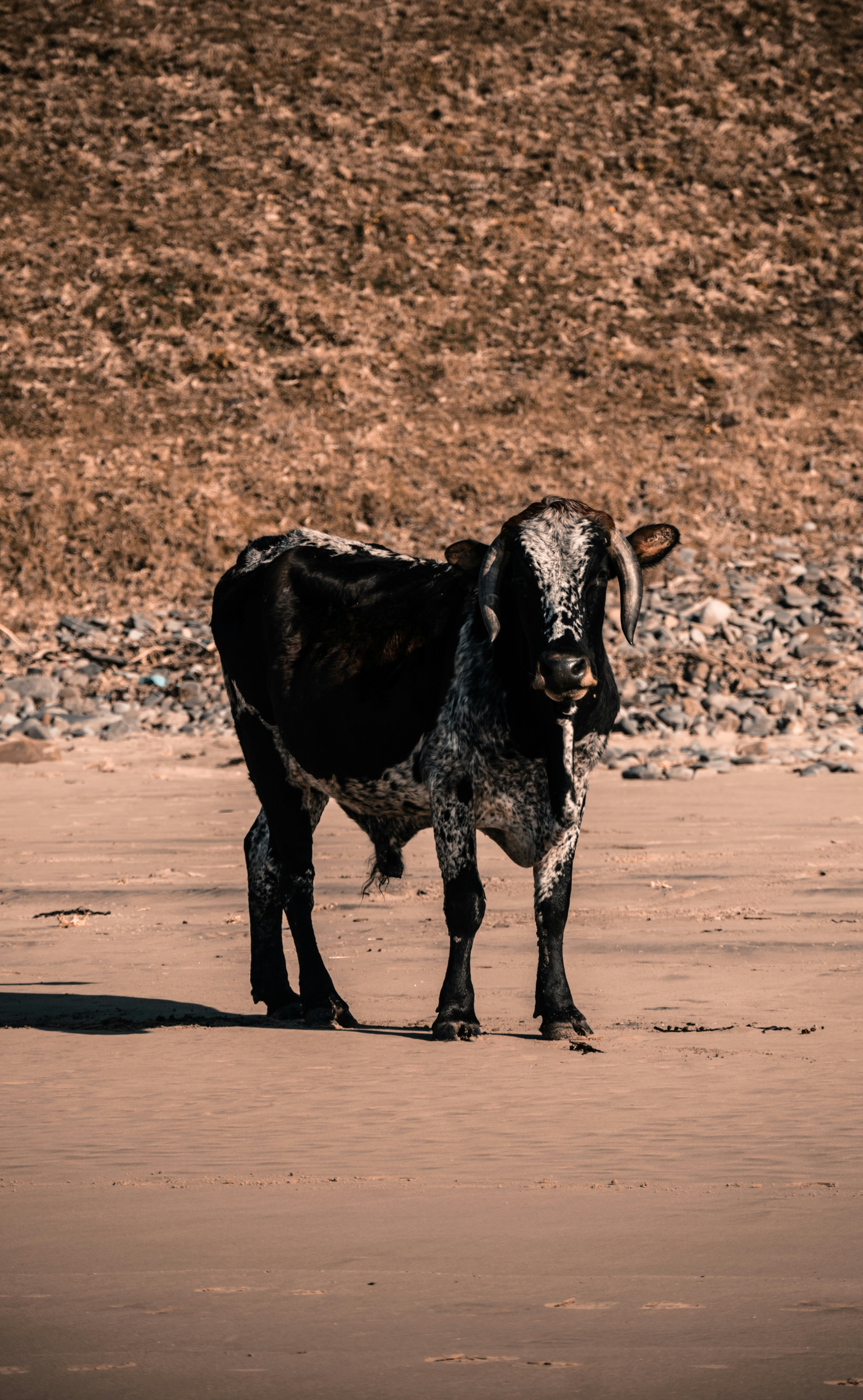 Single Bos taurus Stance on a Sandy Shore Under Warm Light