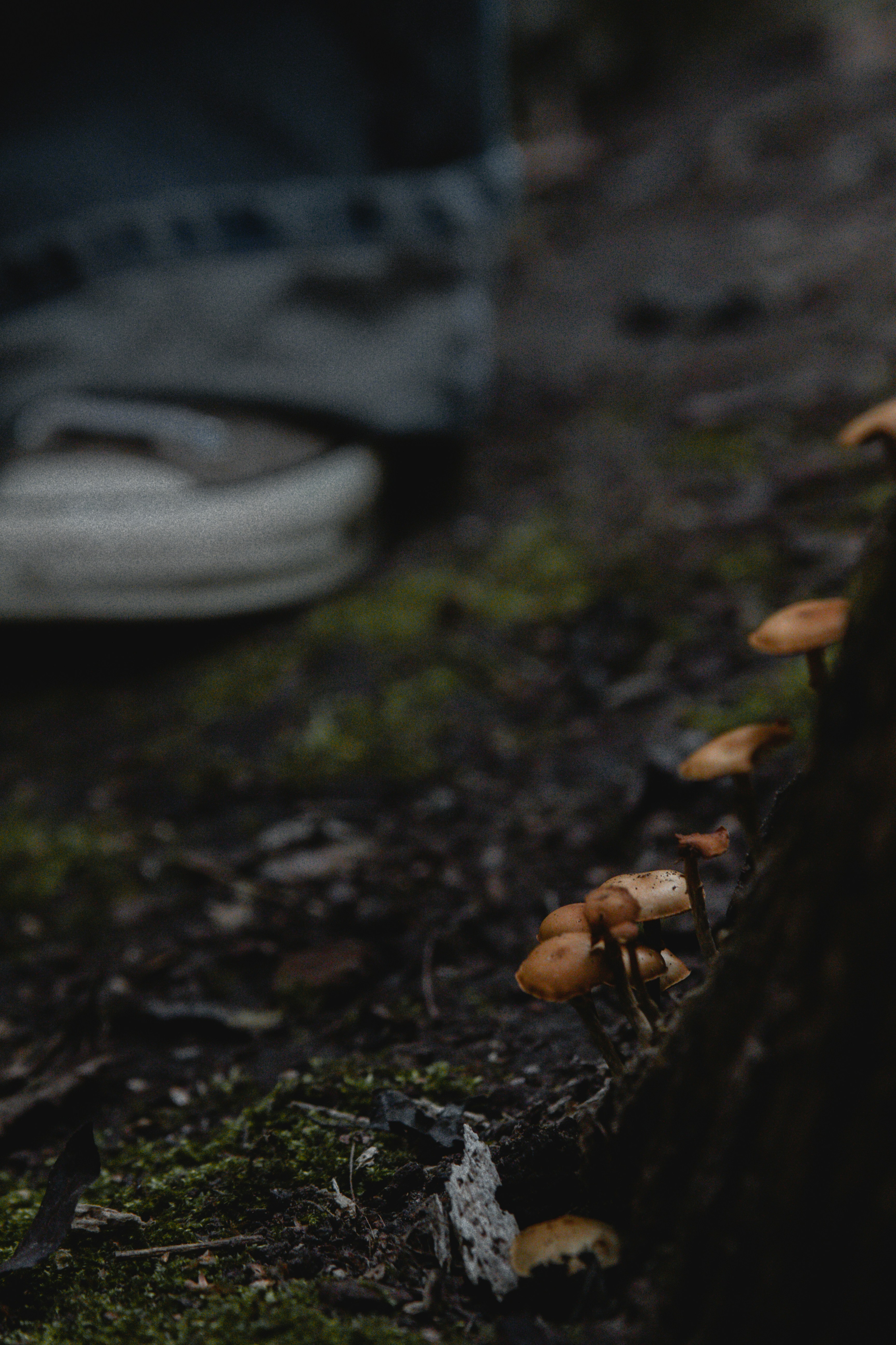 Amber Mushrooms Along a Mossy Log Under Dim Forest Light