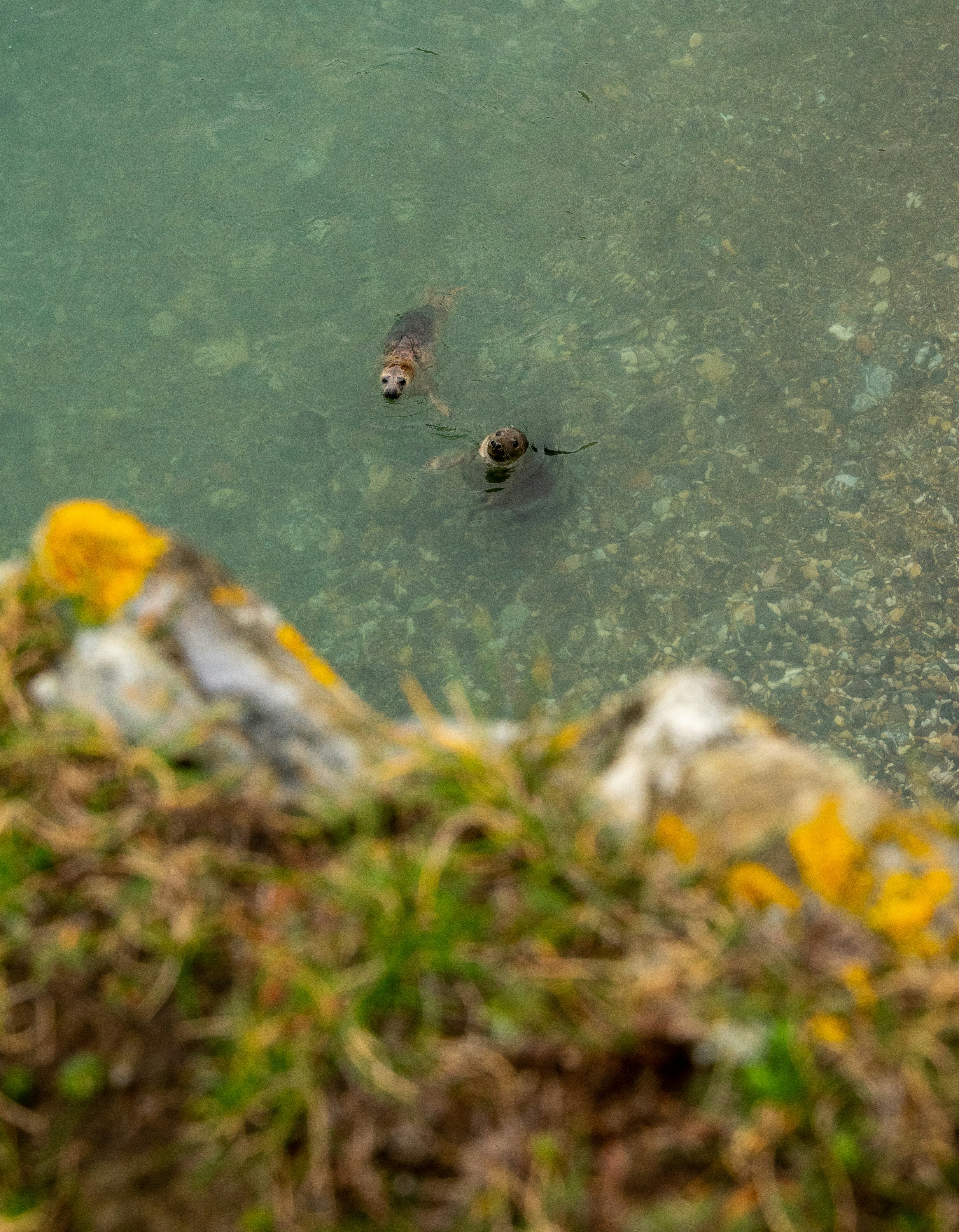 Seals in a Turquoise Cove Framed by Cliffside Bloom