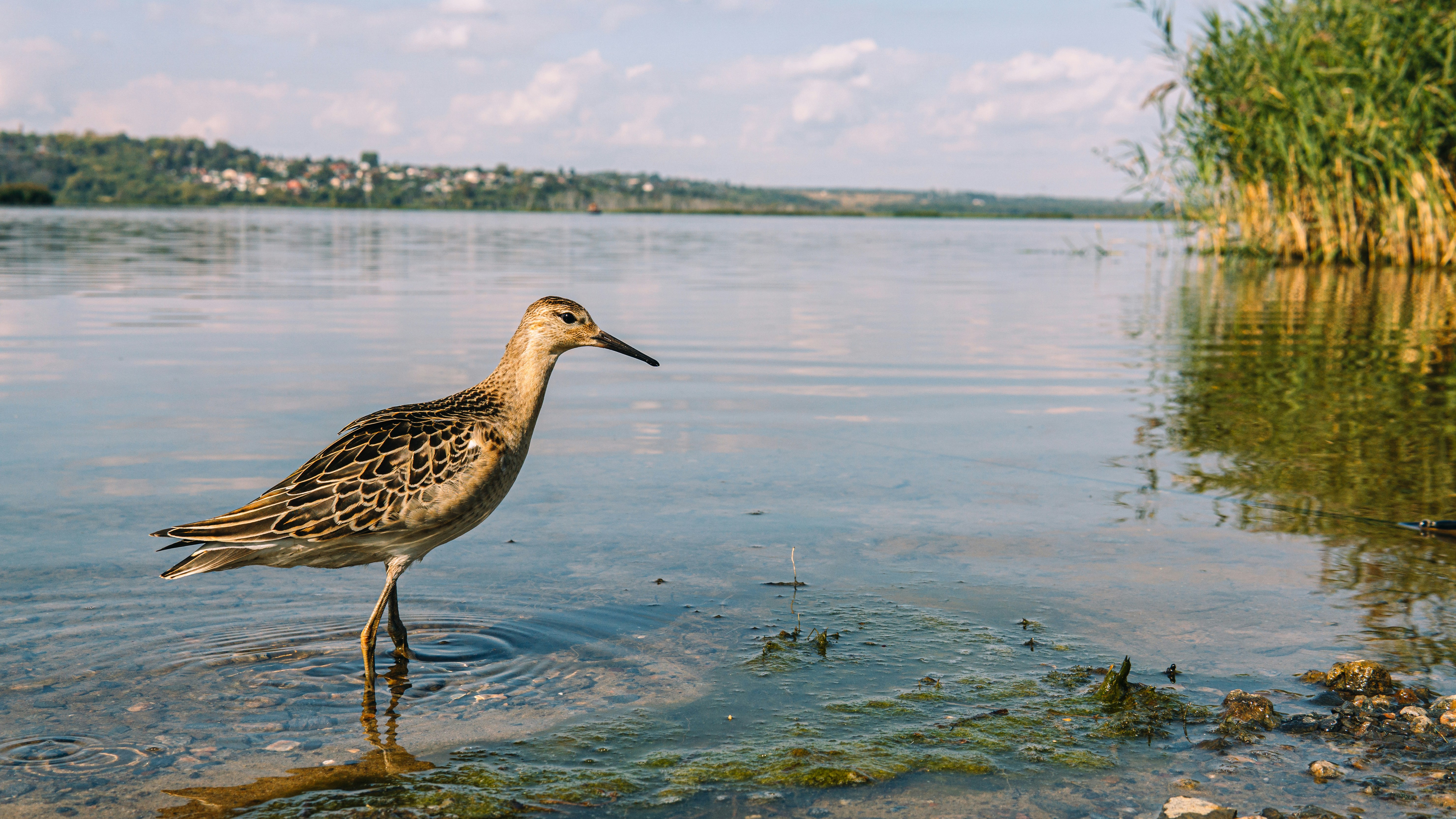 In-Place Shoreline Scout: Wading Sandpiper at the Water’s Edge