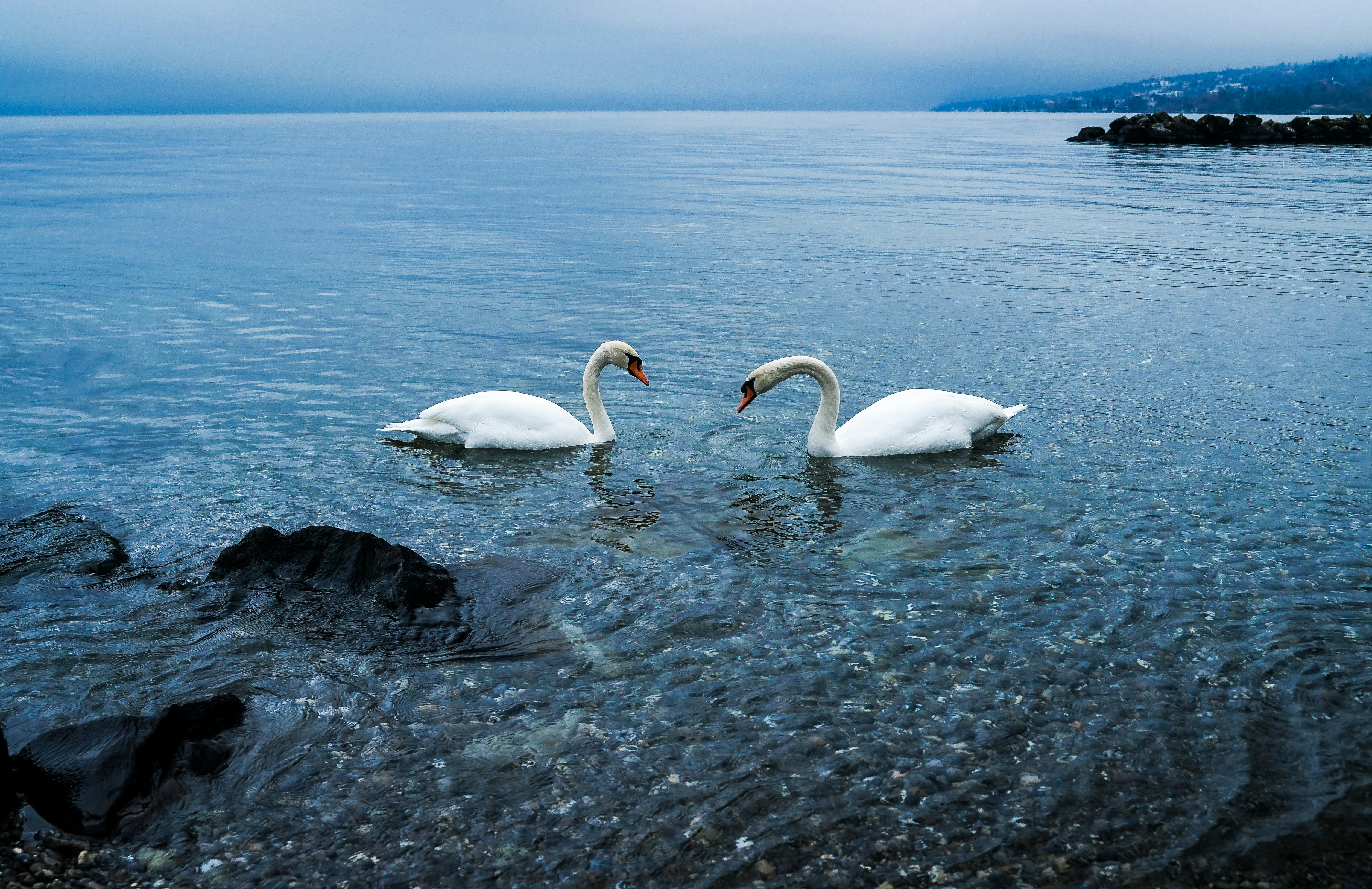 Two swans are swimming in the water together photo – Free Swan Image on ...