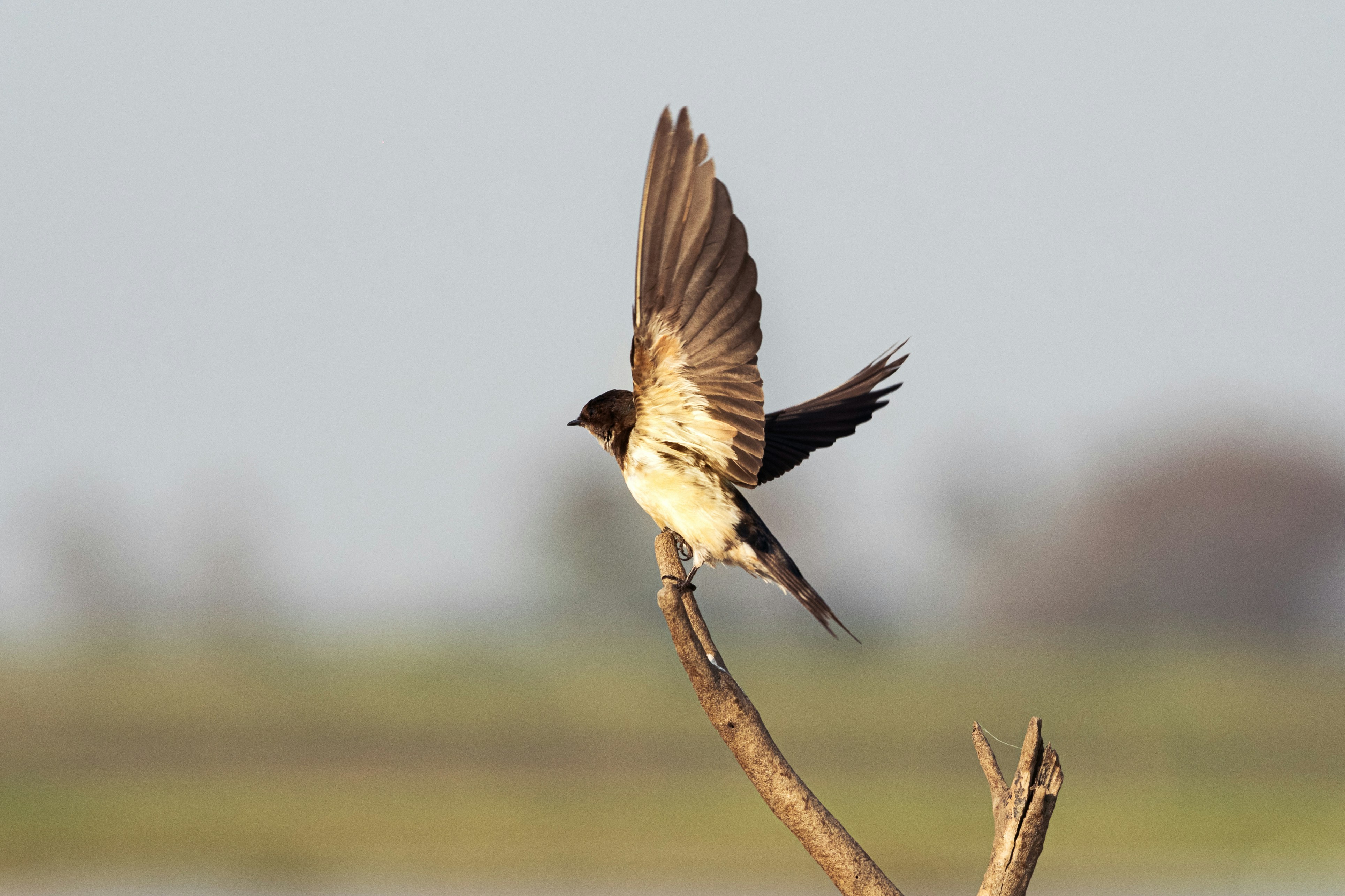 Dawn Launch: A Small Bird Takes Off from a Weathered Twig