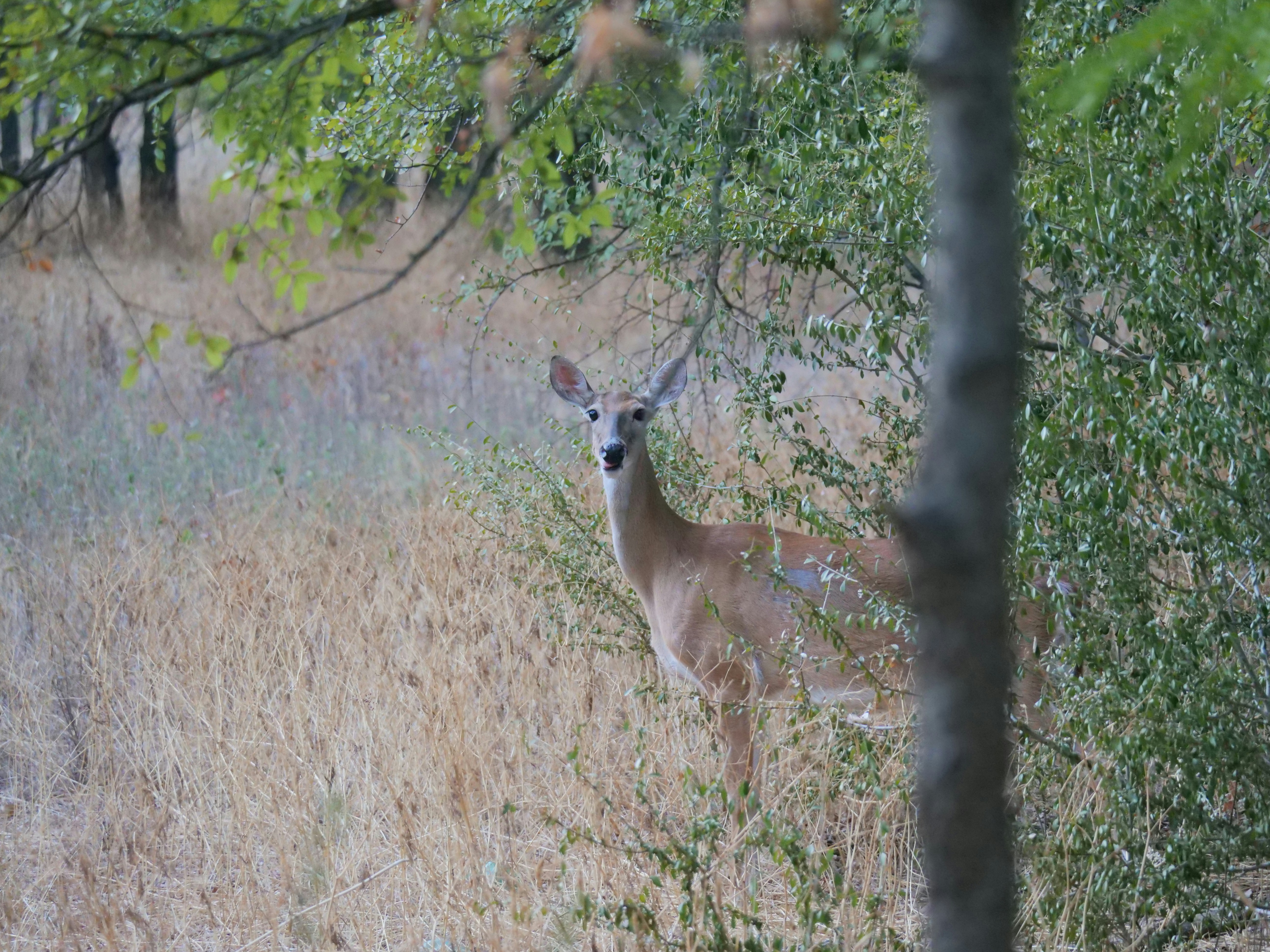 Doe Pictures | Download Free Images on Unsplash