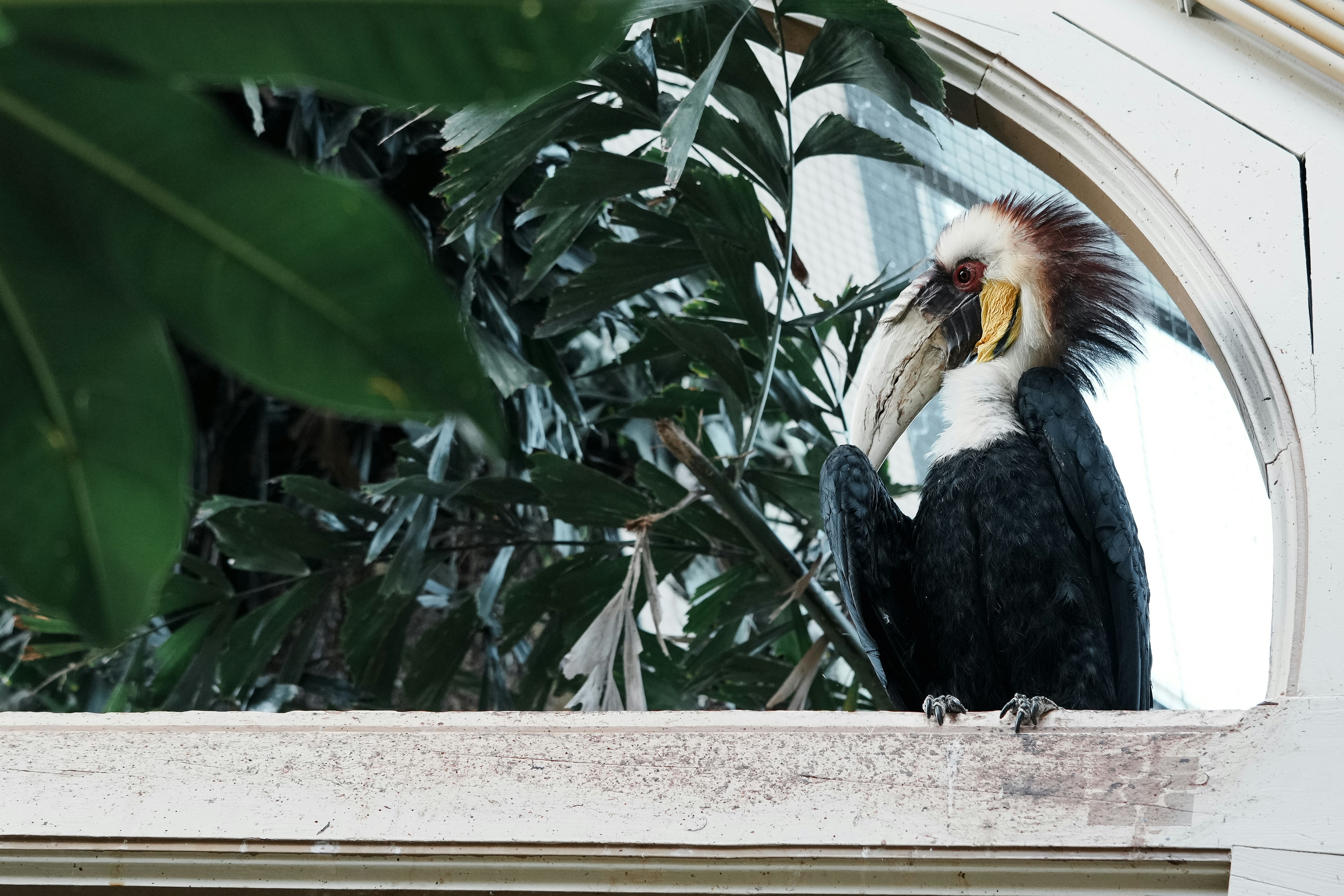 Window-Ledge Sentinel: Vulture framed by tropical leaves and a curved arch
