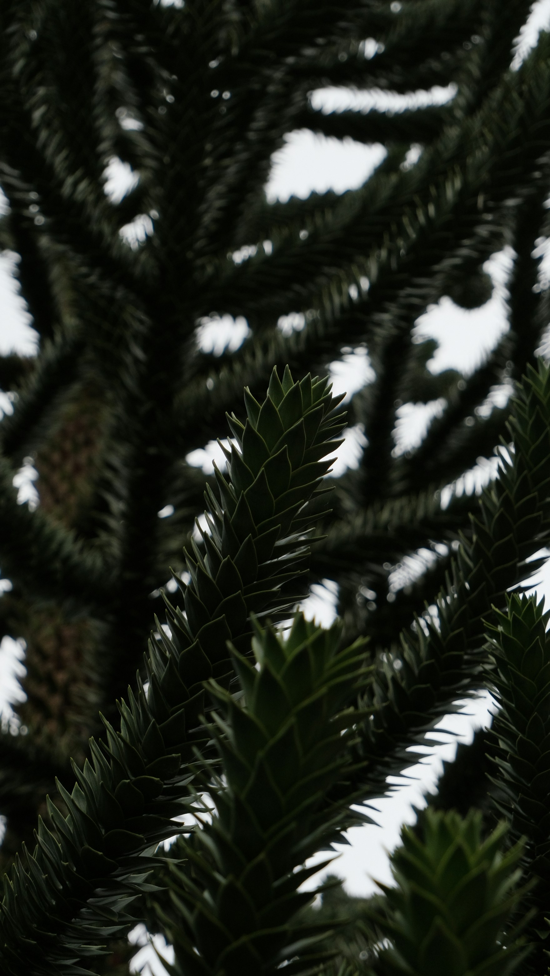 Canted Spires: Close-up of a Jagged Pine In Branching Silence