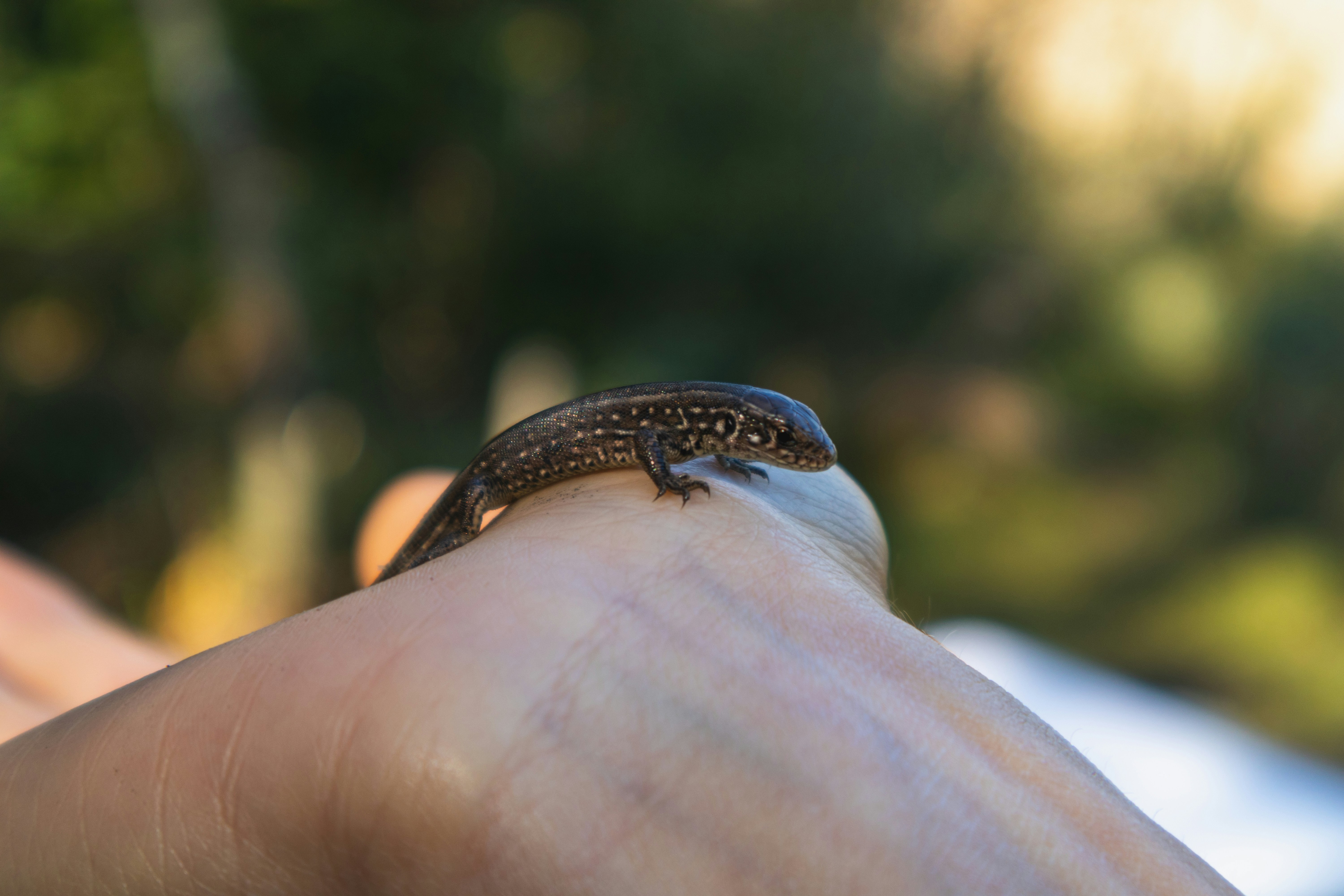 Tiny Lizard perches on a sunlit hand
