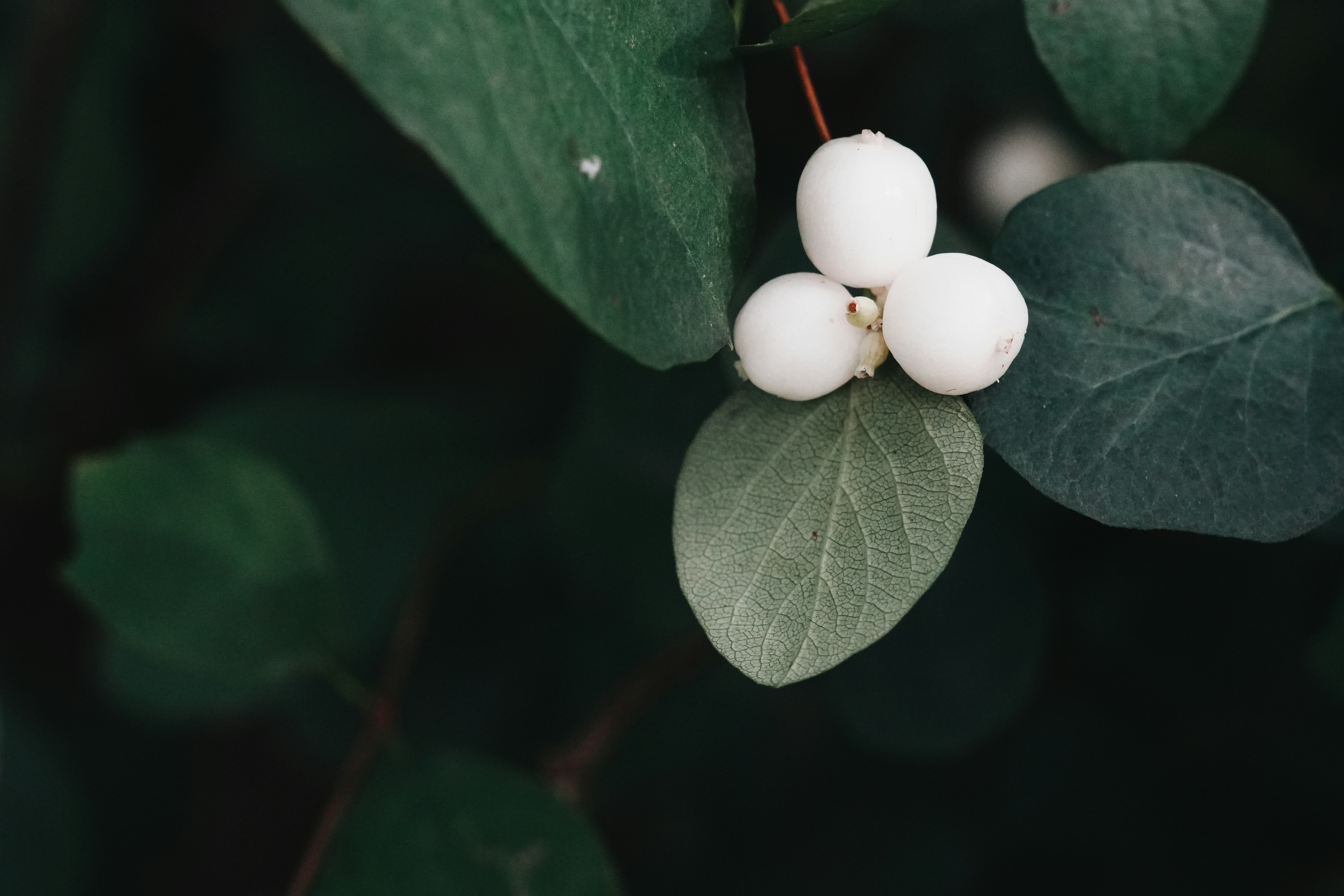 Two white berries on a green leafy branch photo – Free Fruit Image on ...