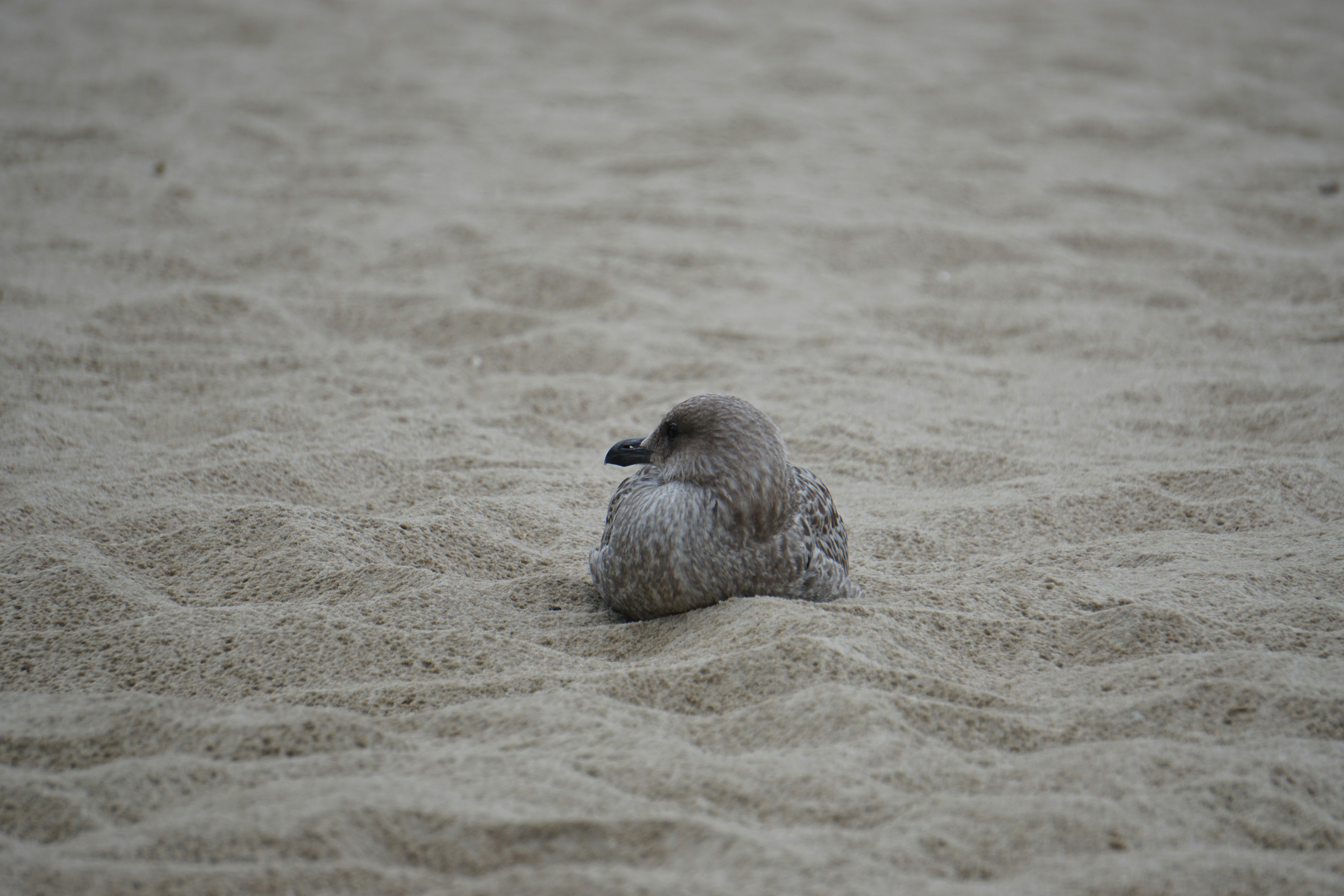 Sandside Sentinel: A solitary shorebird among wind-sculpted dunes