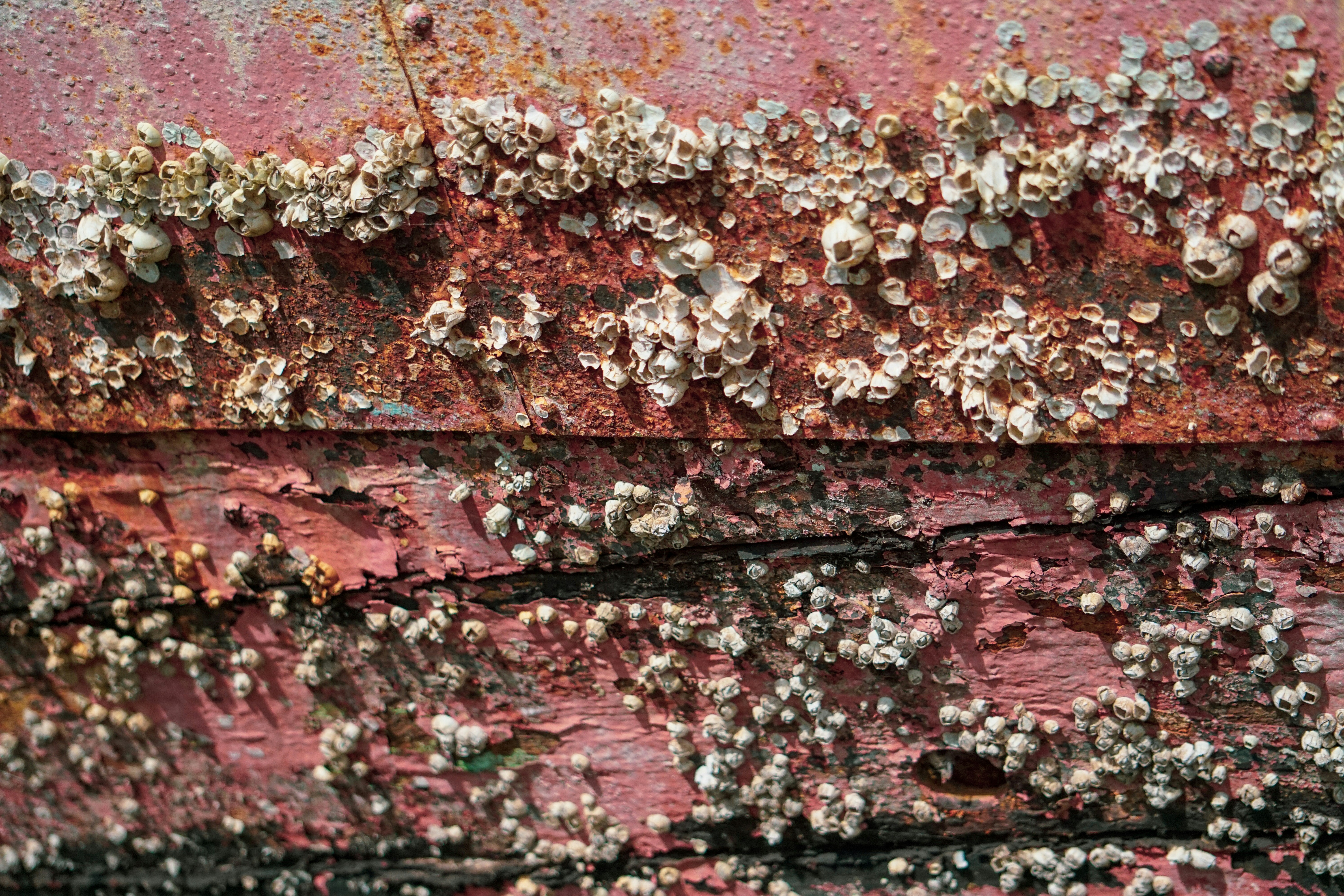 Rust-Red Planks Dusted with White Lichen: A Close-Up of Weathered Texture