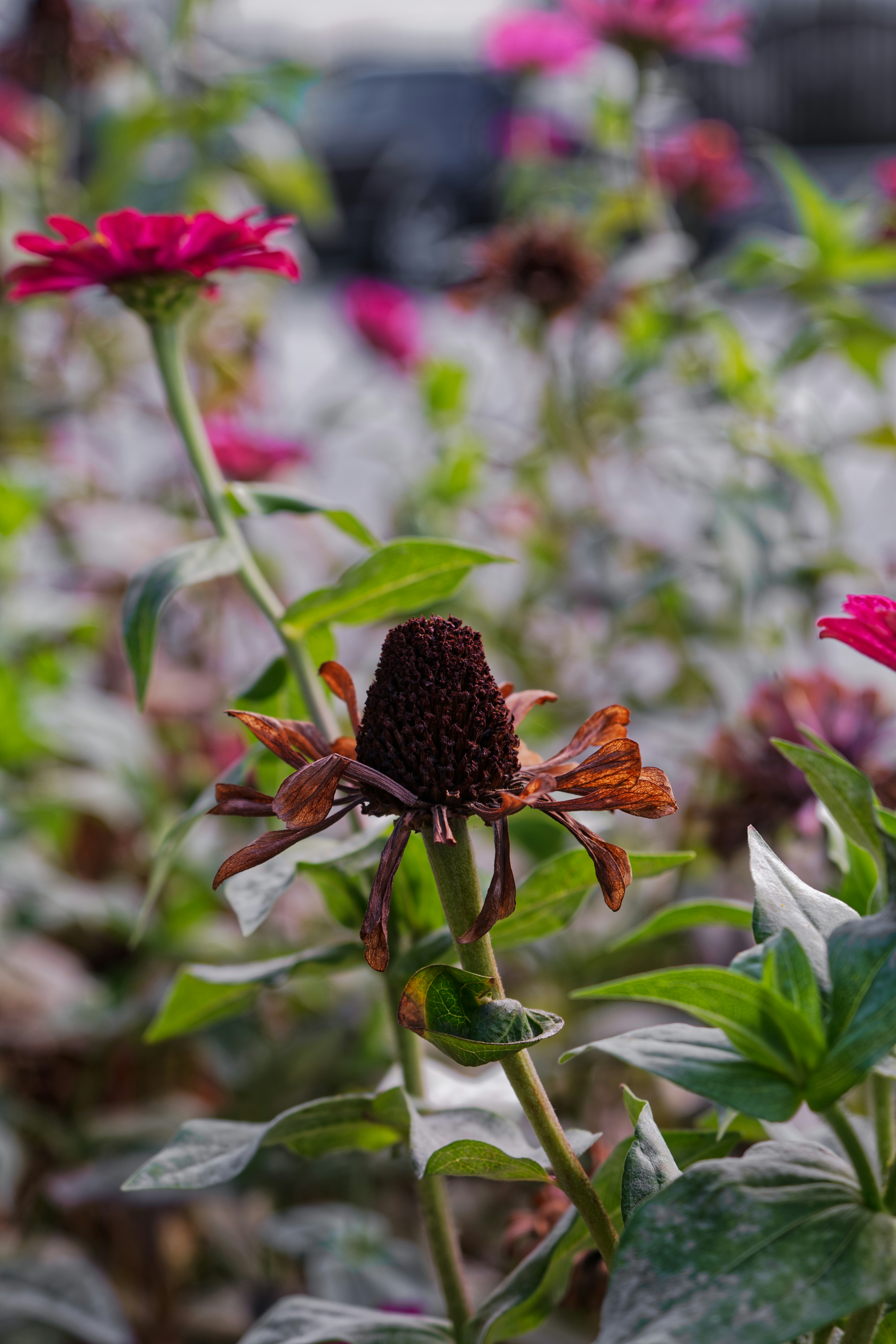 A Dried Zinnia Center in a Pink Bloom Parade