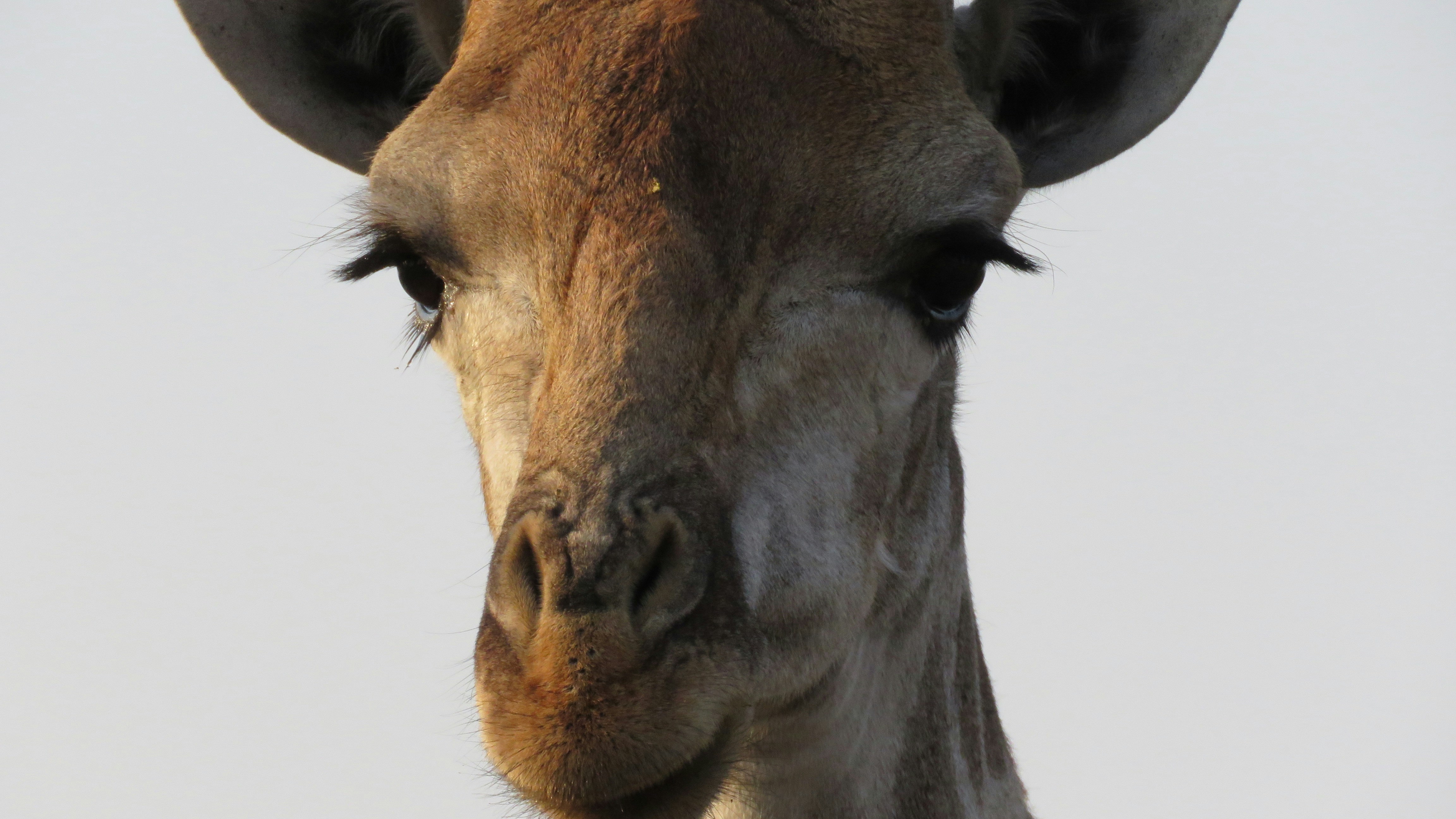 a close up of a giraffe's face with a sky background
