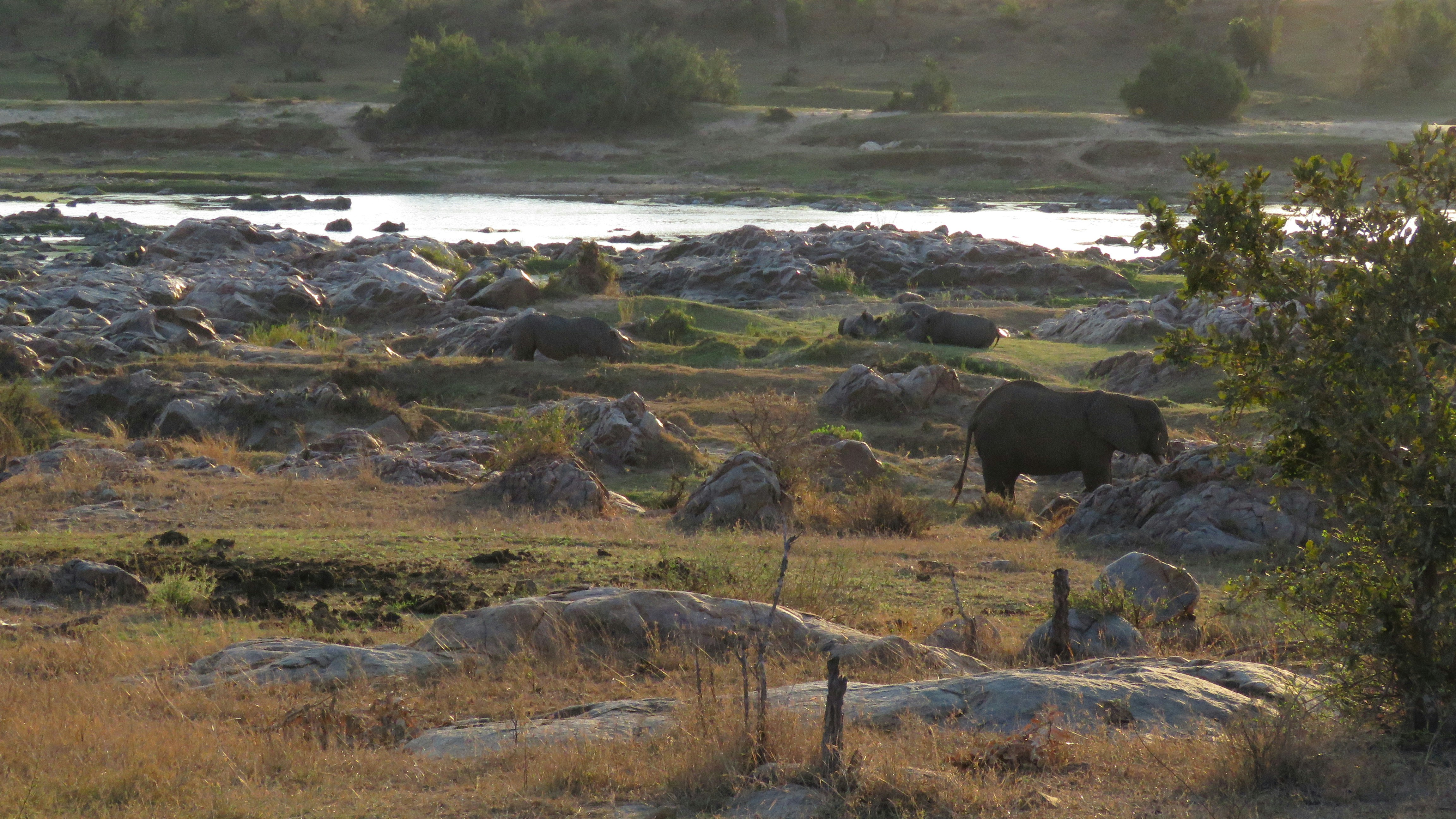 An elephant and rhino on the crocodile river. African bush with wildlife