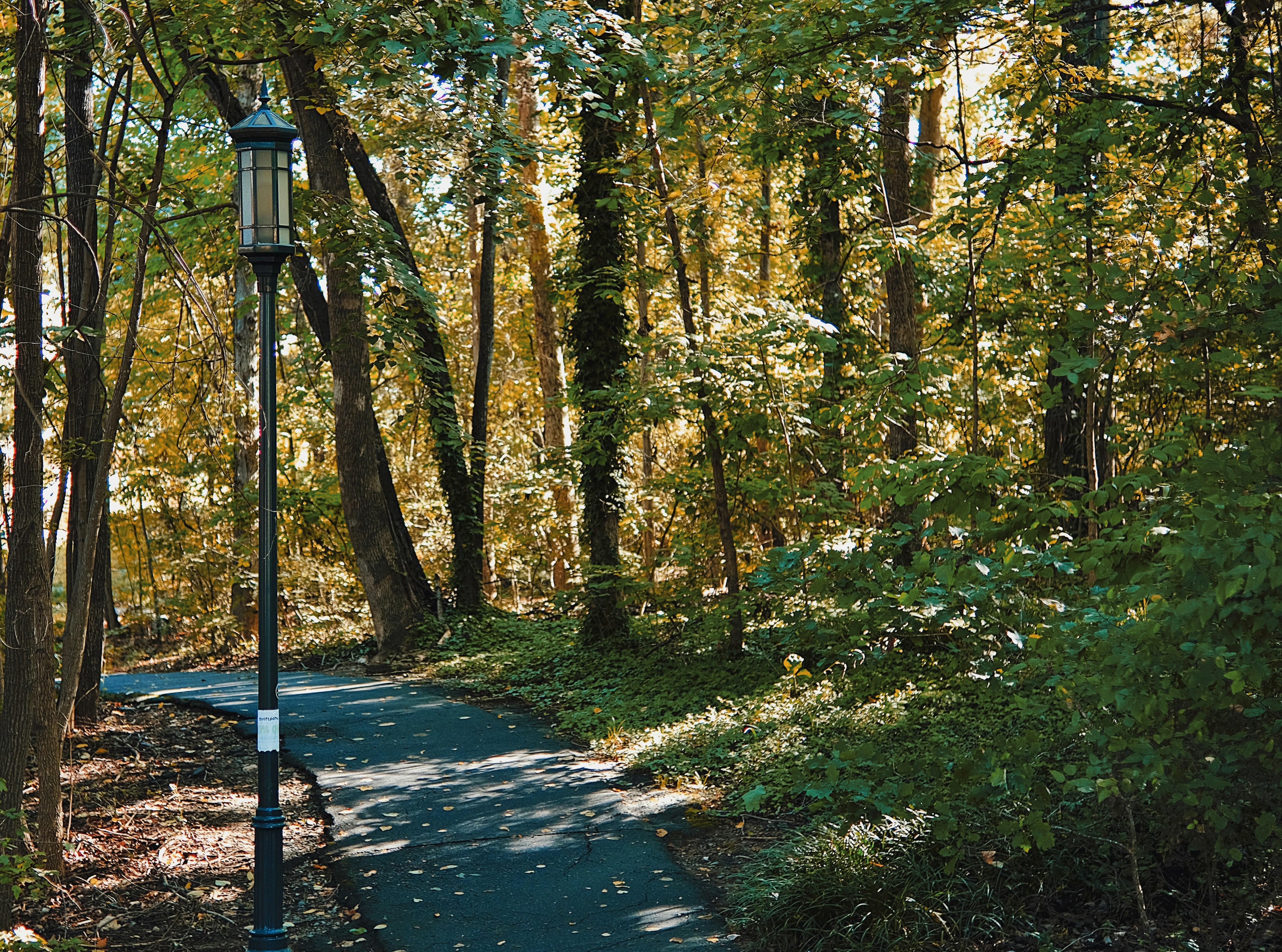 A path in the middle of a wooded area photo – Free Autumn Image on Unsplash