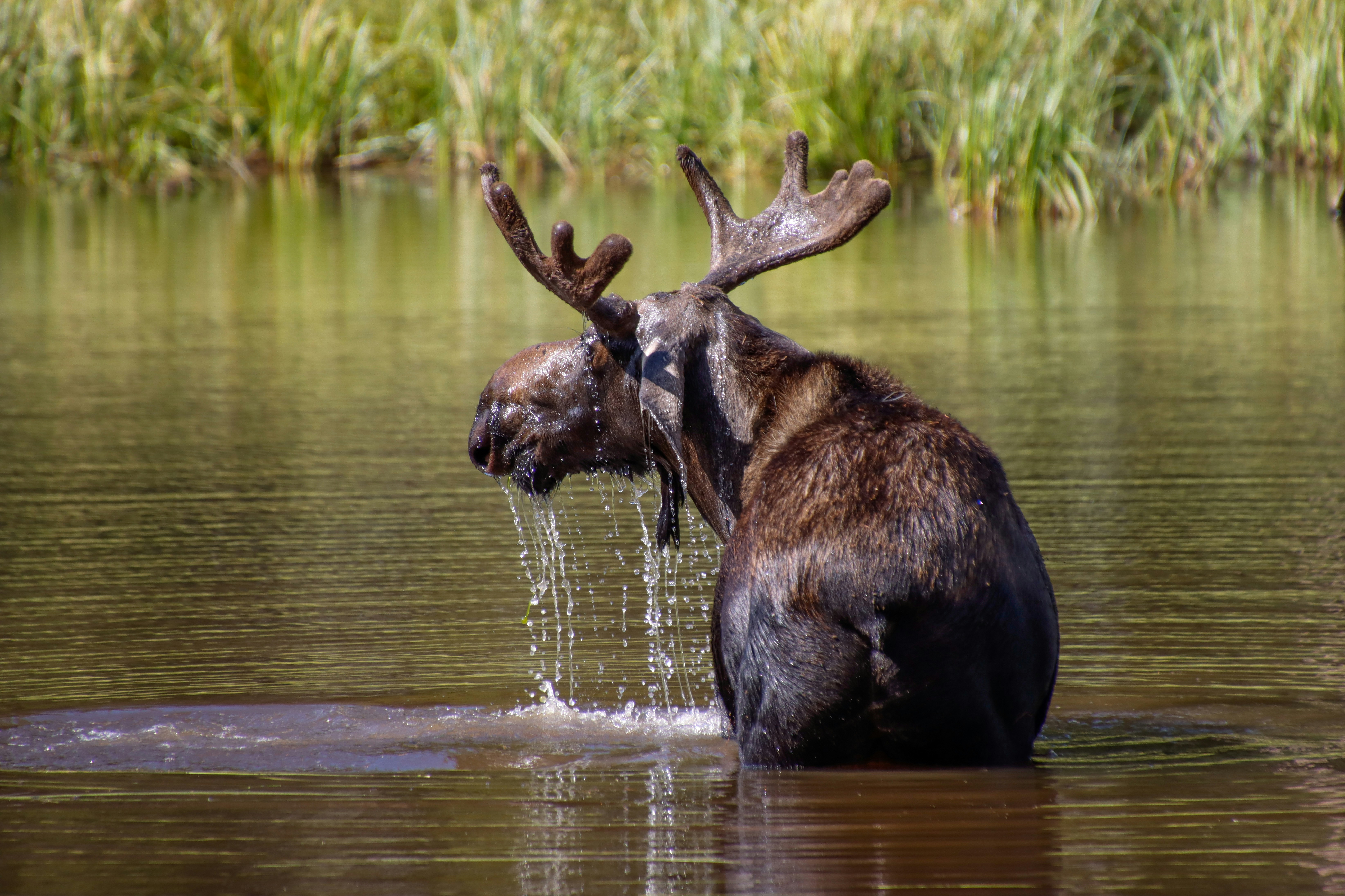 A moose in a body of water with his head in the water photo – Free ...