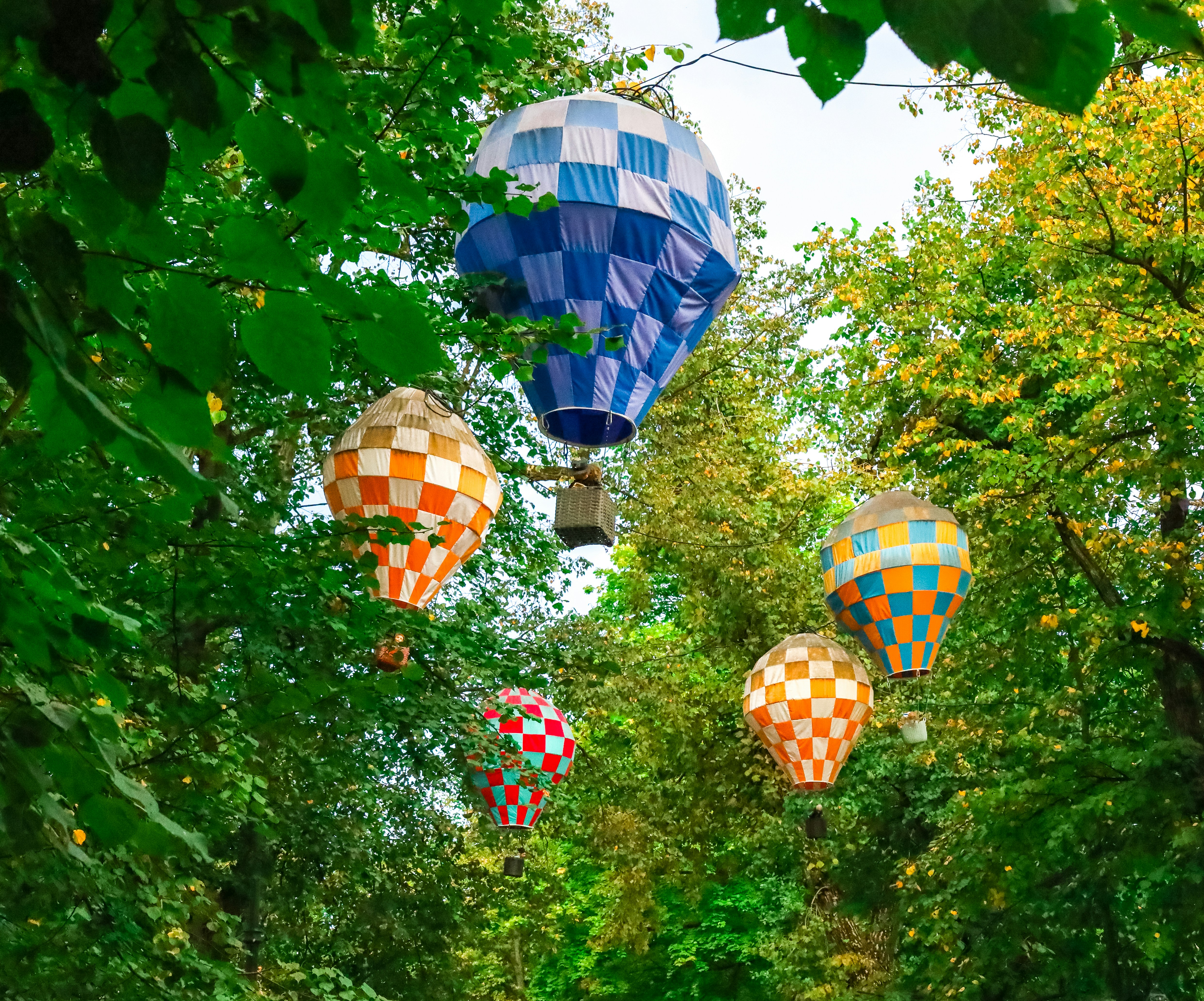 Vivid Parade: Hot Air Balloons Drift Through a Canopy of Autumn Green