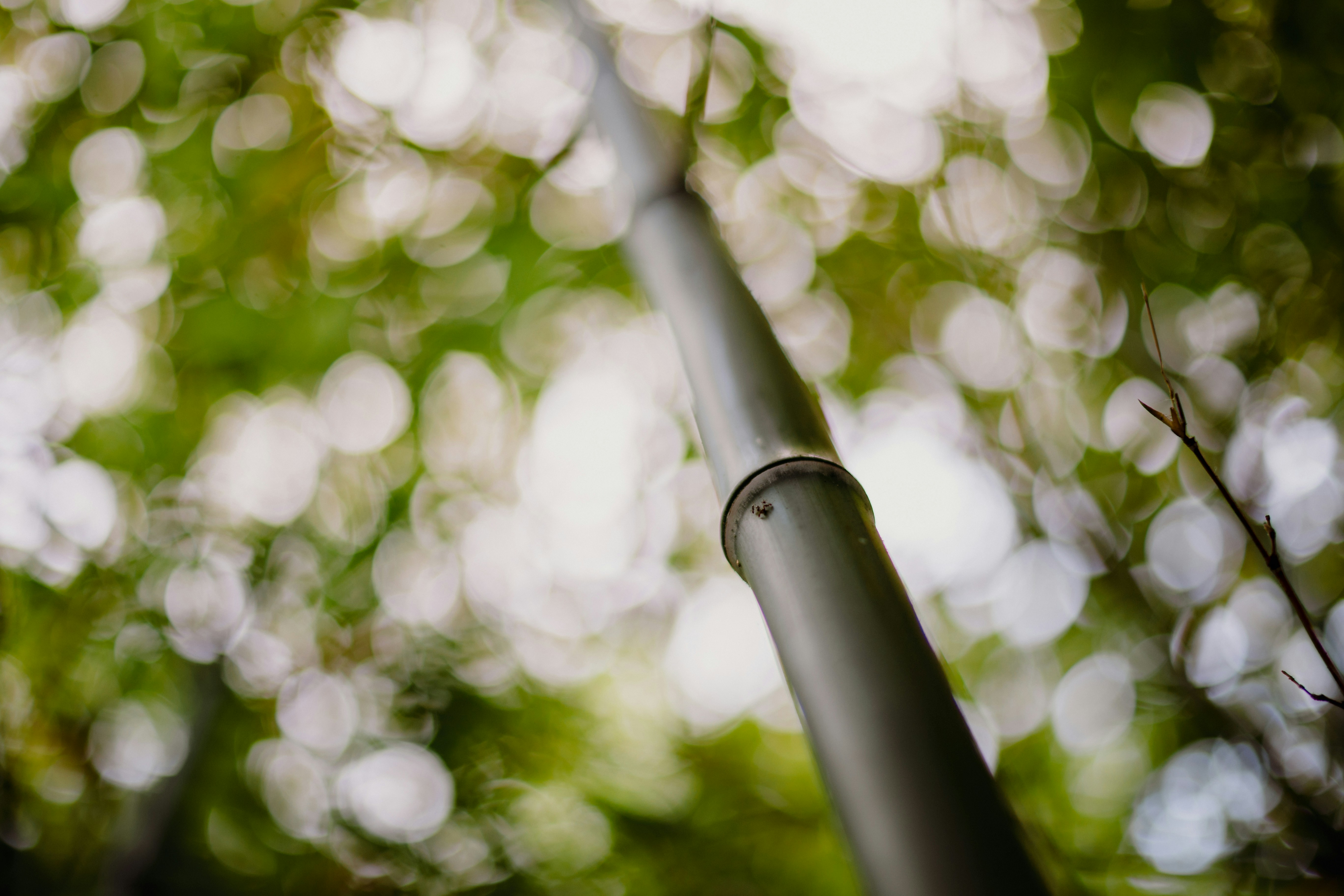 Diagonal Bamboo Spear Cutting Through Dappled Green Bokeh