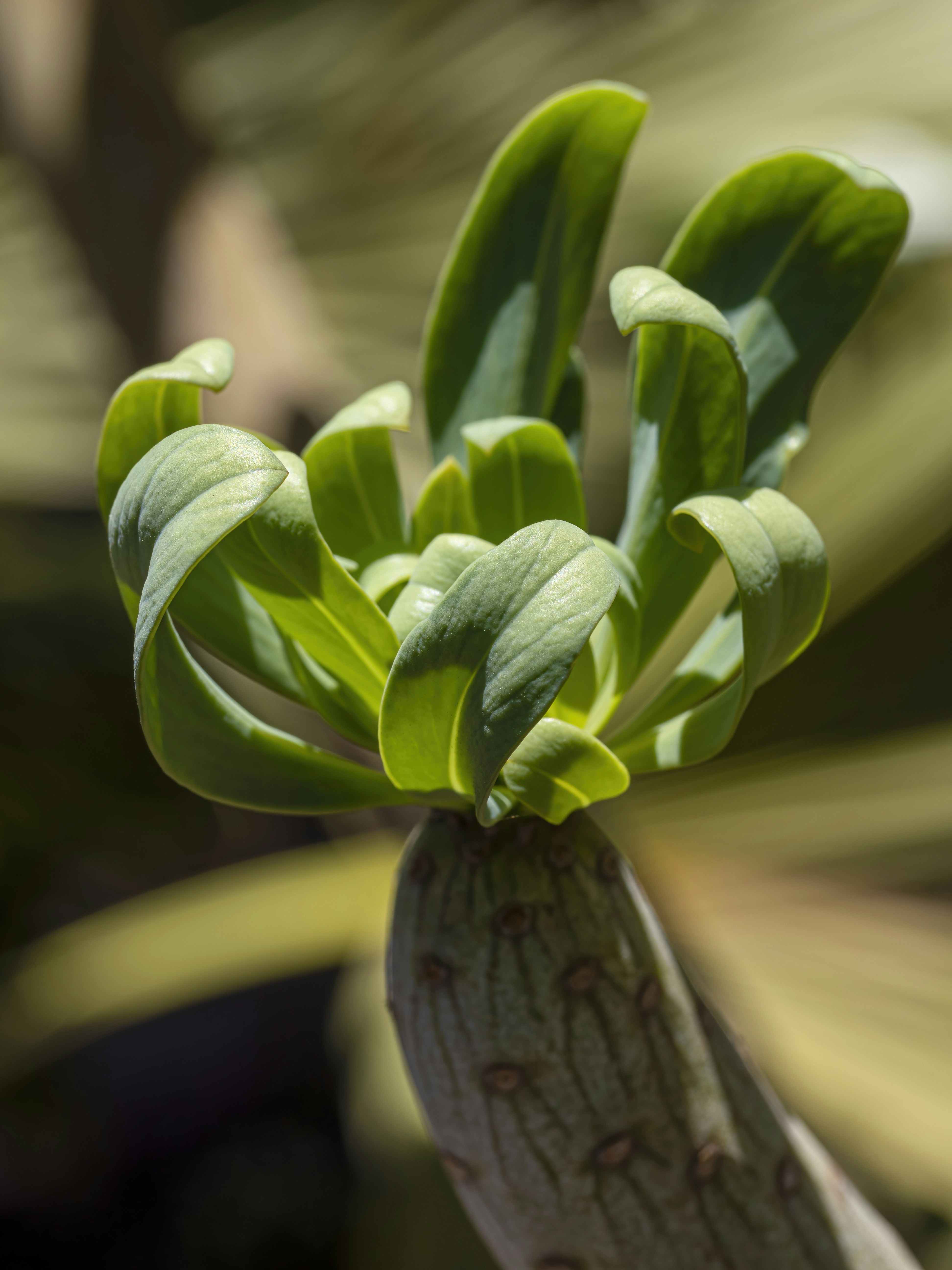 Emergent Green Crown atop a Succulent Column