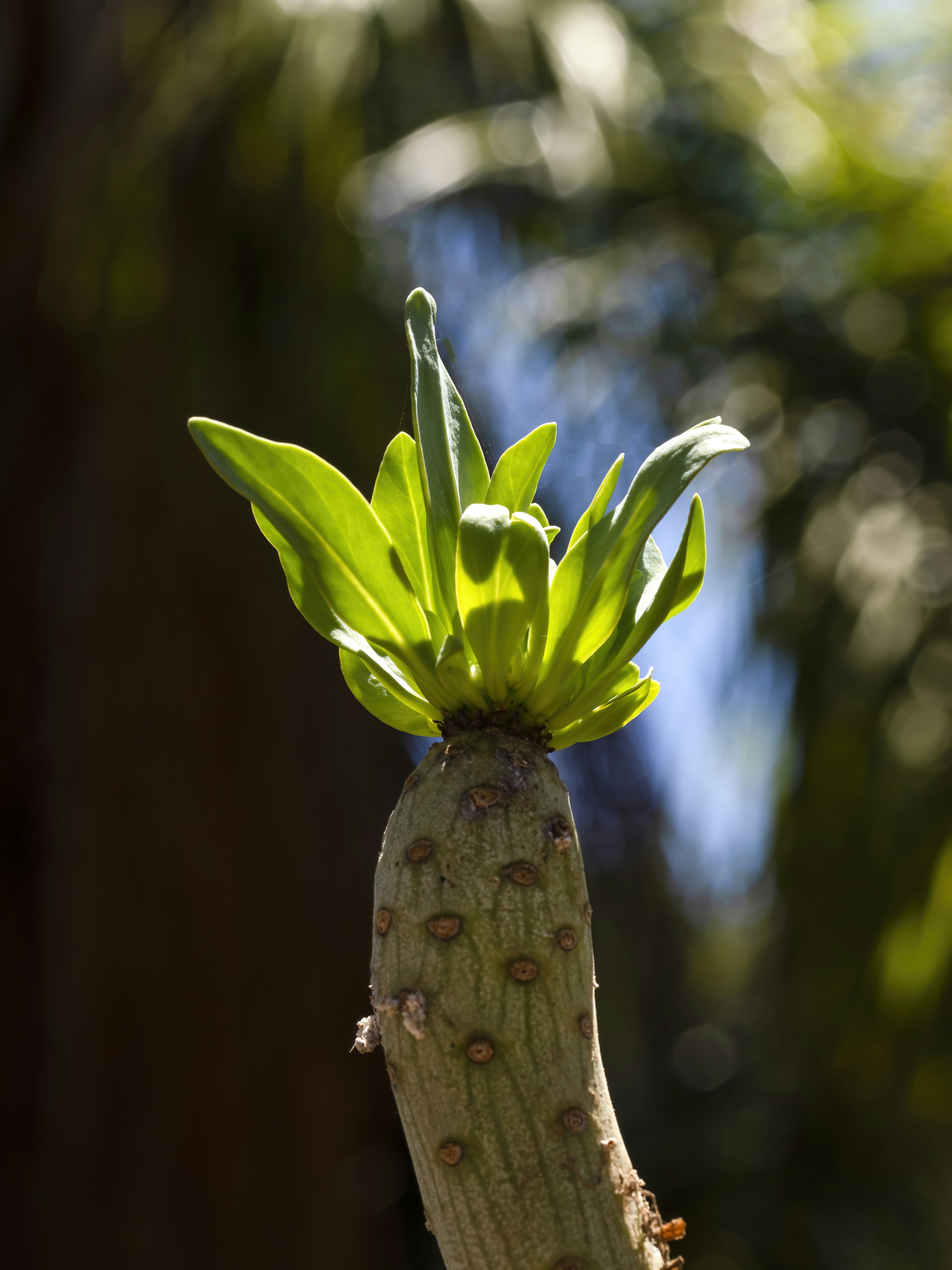 Emerald Apex: Fresh Growth Crowns a Weathered Cactus