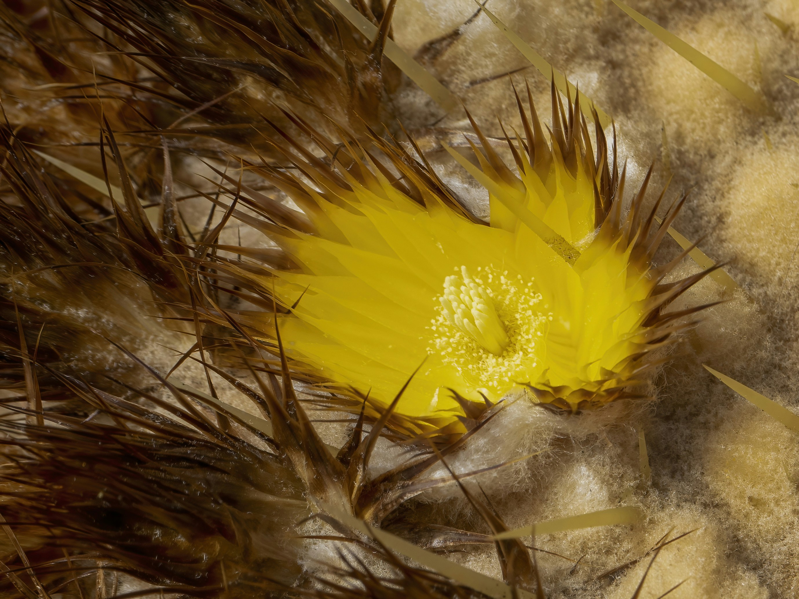 Sunlit Desert Bloom: A Yellow Spark Amid Spines