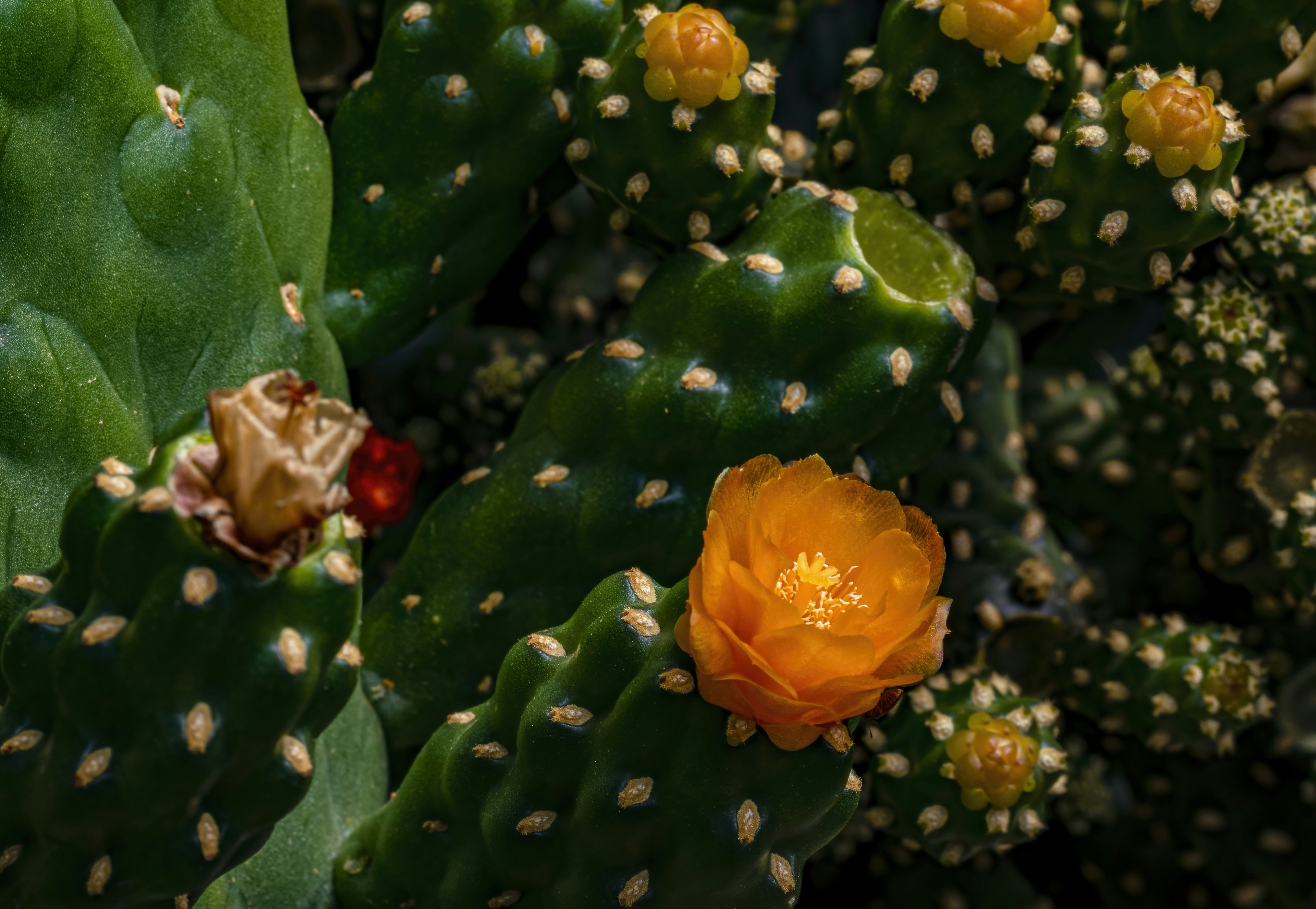 Orange Bloom on Prickly Pear: A Quiet Close-Up