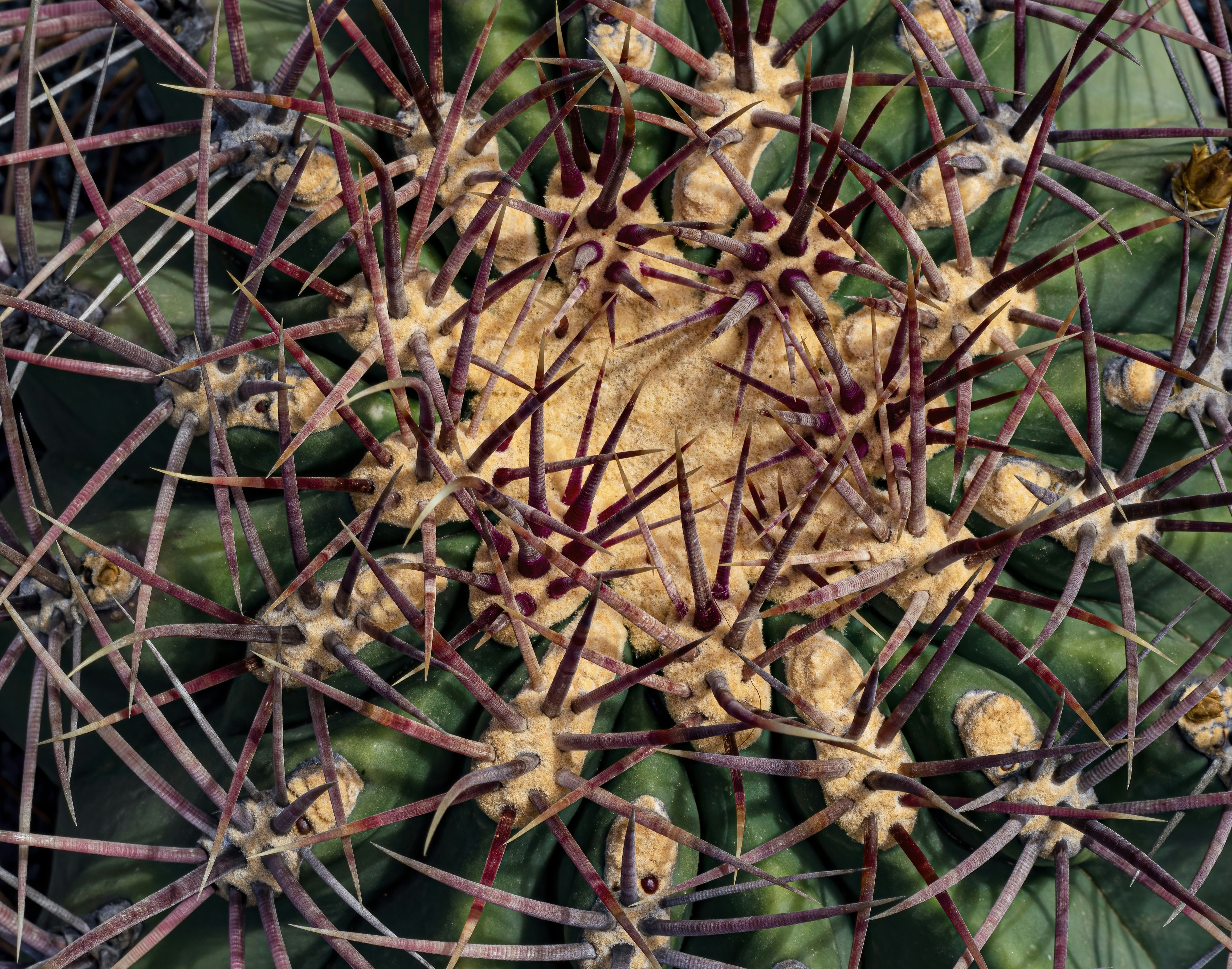 Center Crown: Macro Portrait of Barrel Cactus Spines