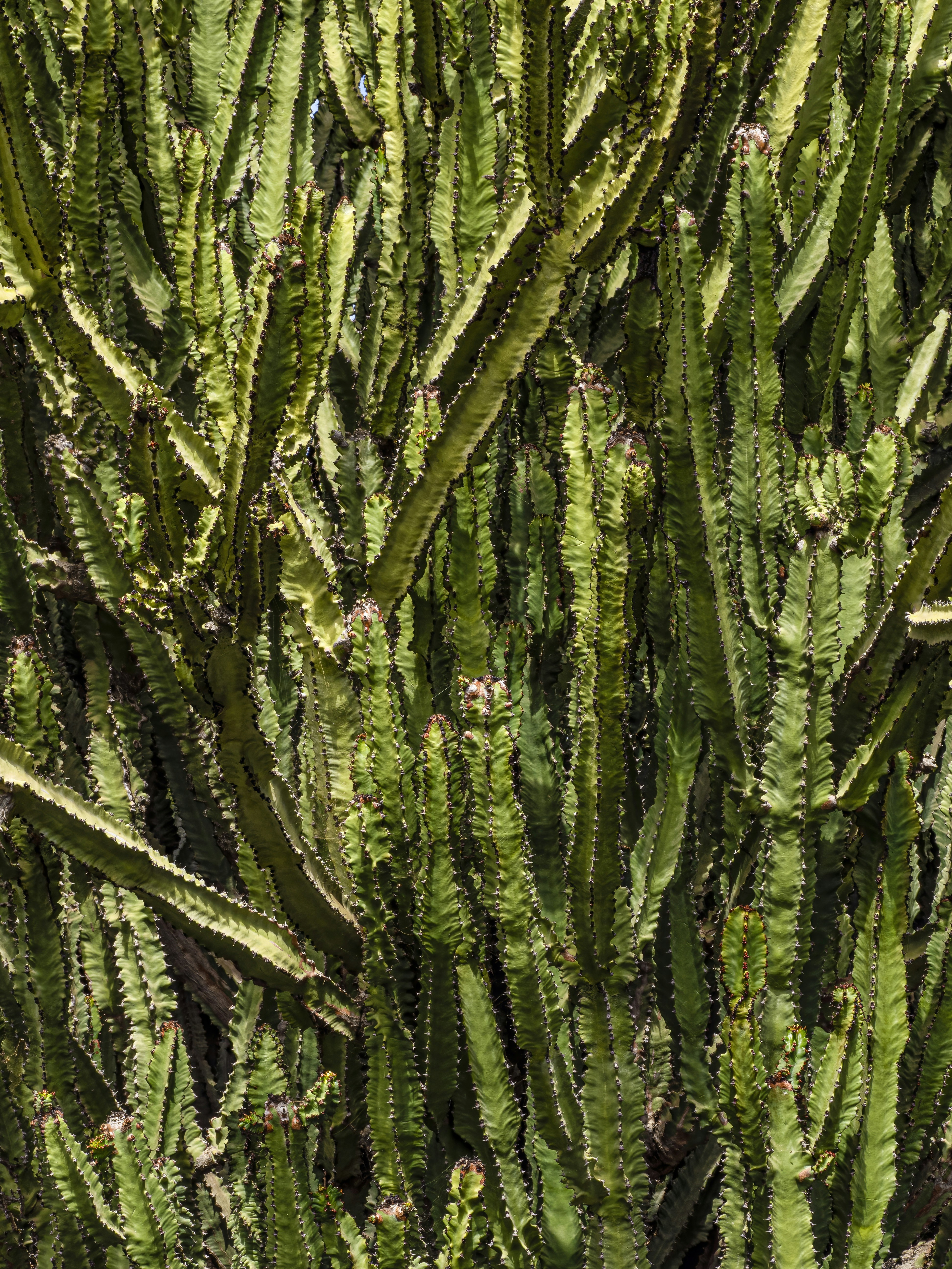 Verdant Ribbons: a dense maze of serrated succulent stems