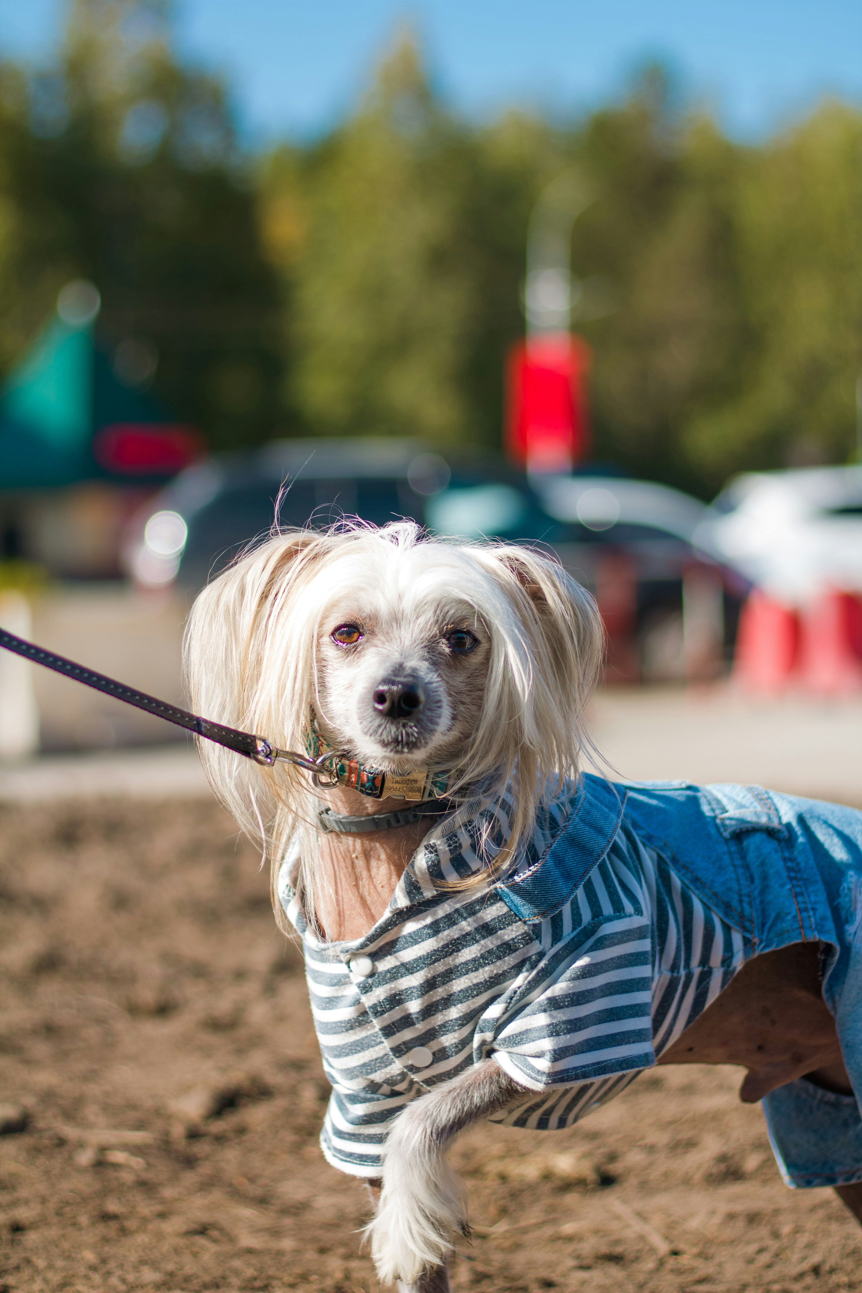 Sunlit Stripes: a lively terrier leaps through a park in striped sweater