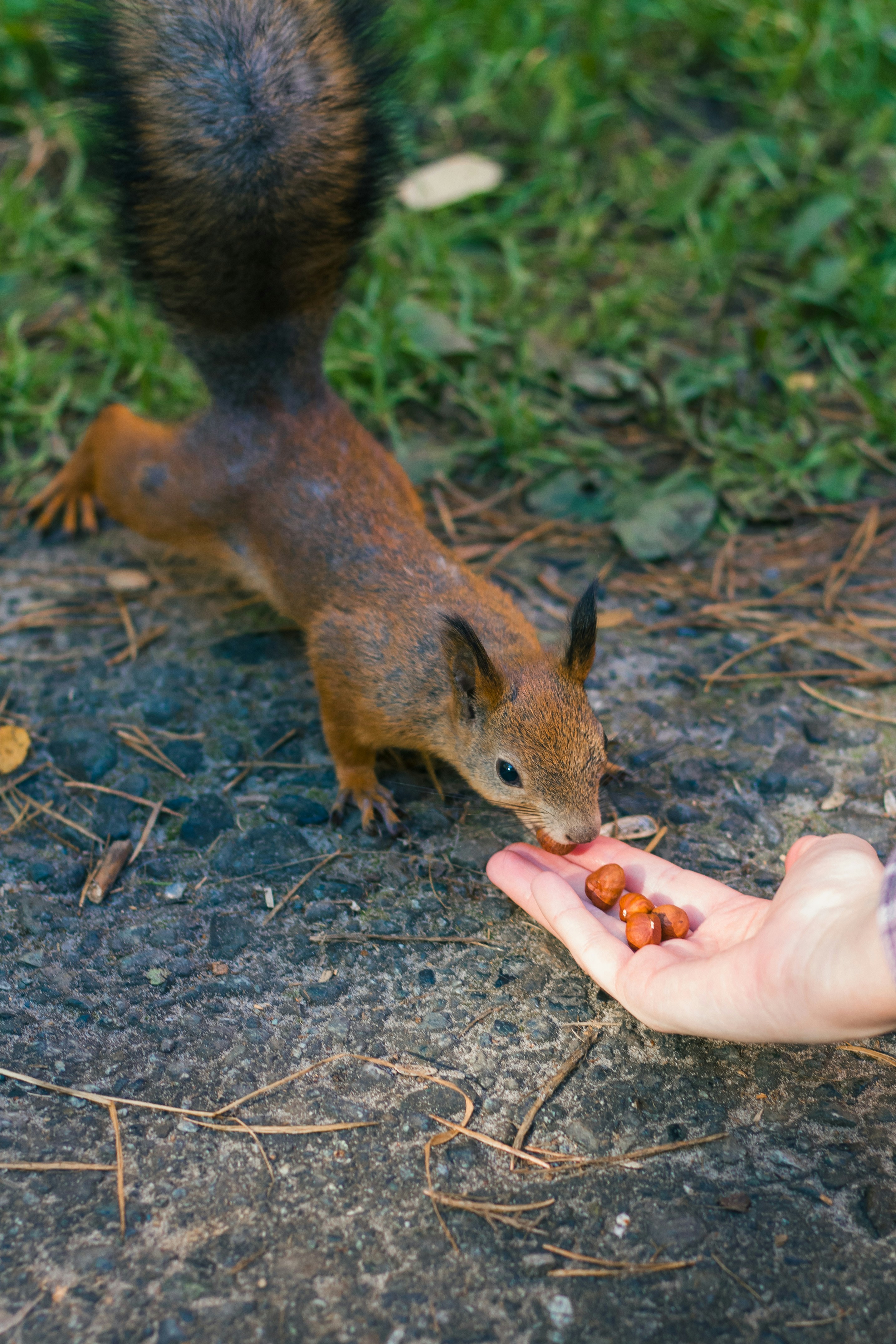 Nutty Negotiation: A Squirrel Reaches for a Handful of Hazelnuts