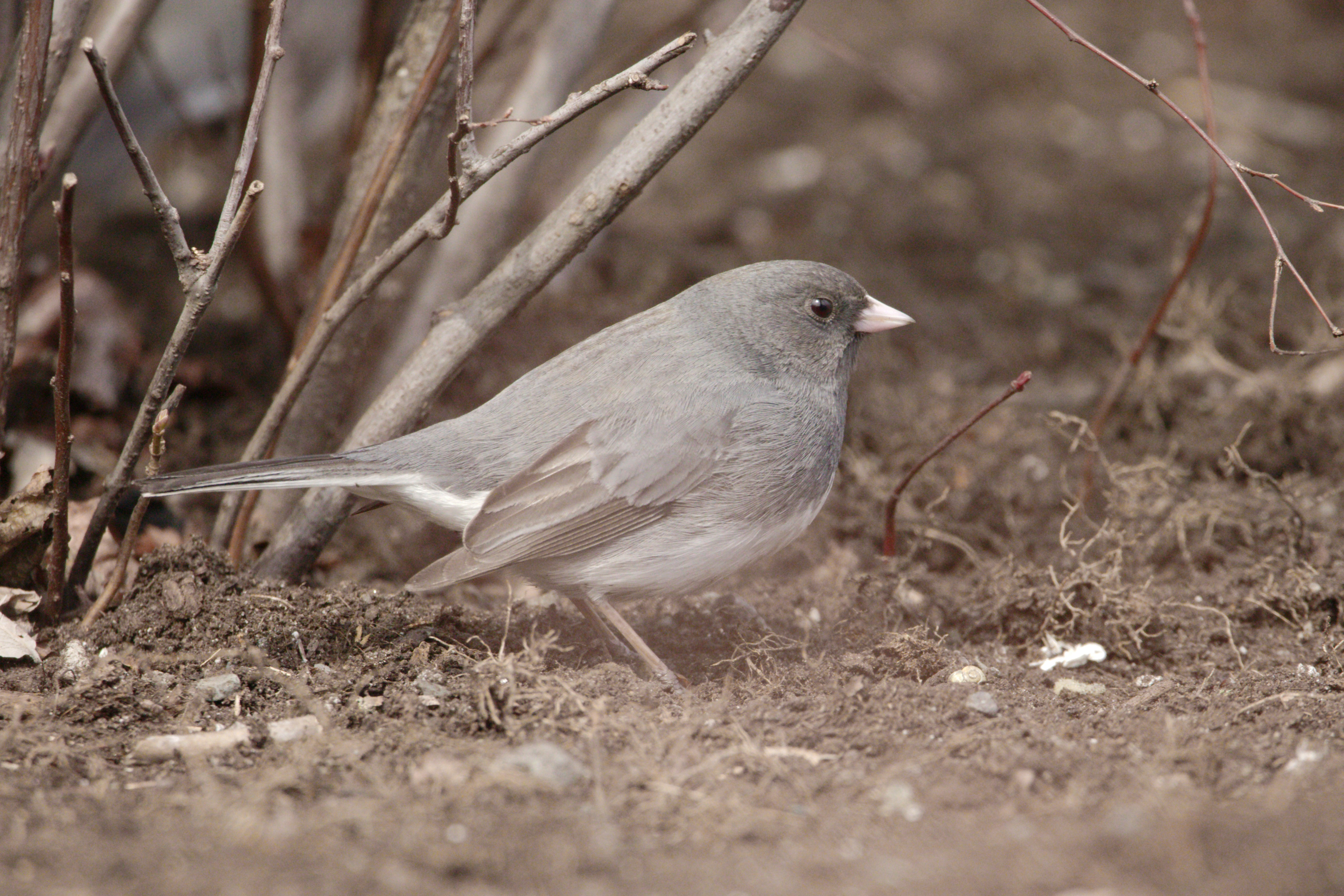 A small gray bird standing in the dirt photo – Free Saint-sacrement ...