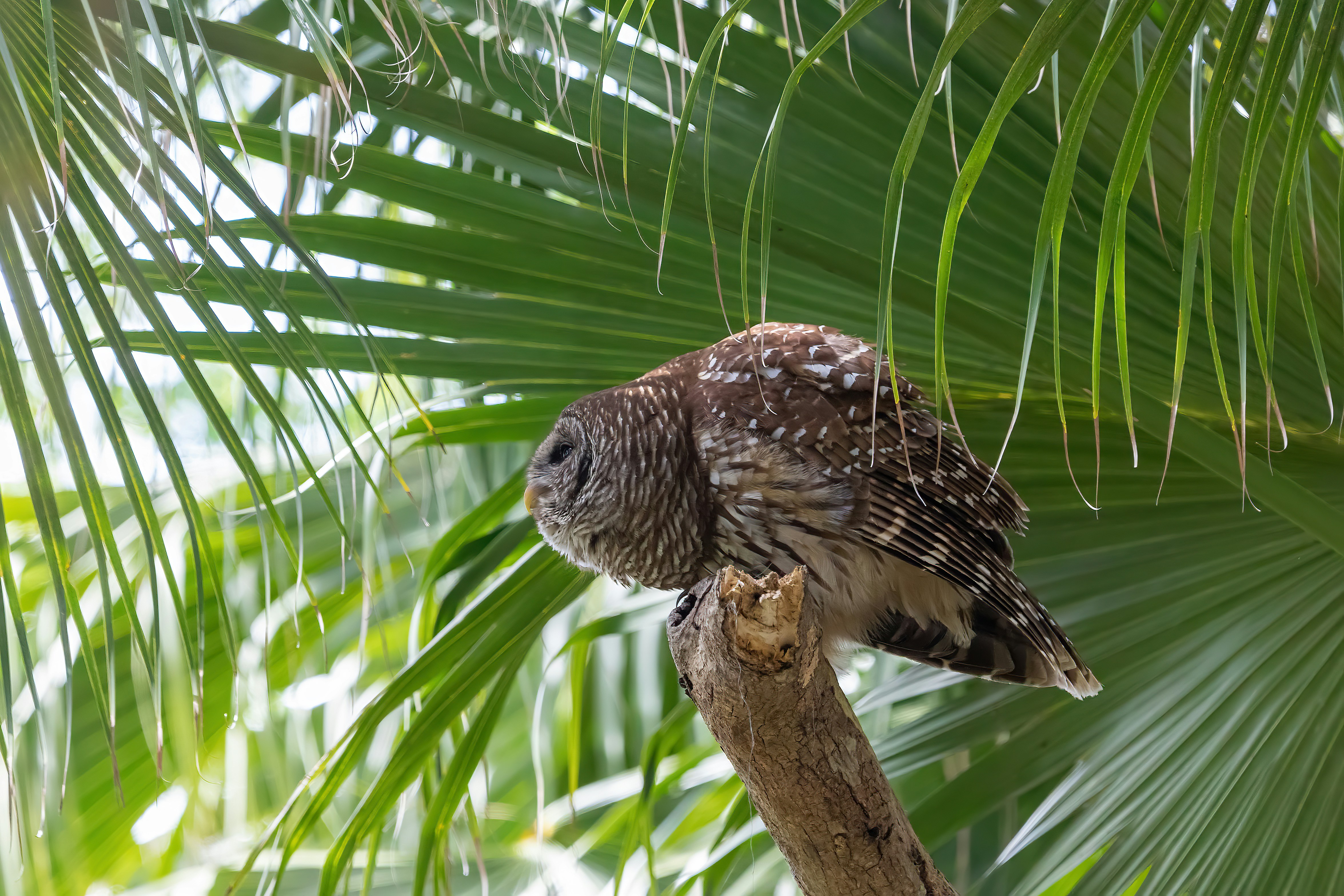 Beside the Palm: A Tiny Brown Owl Pauses on a Weathered Branch