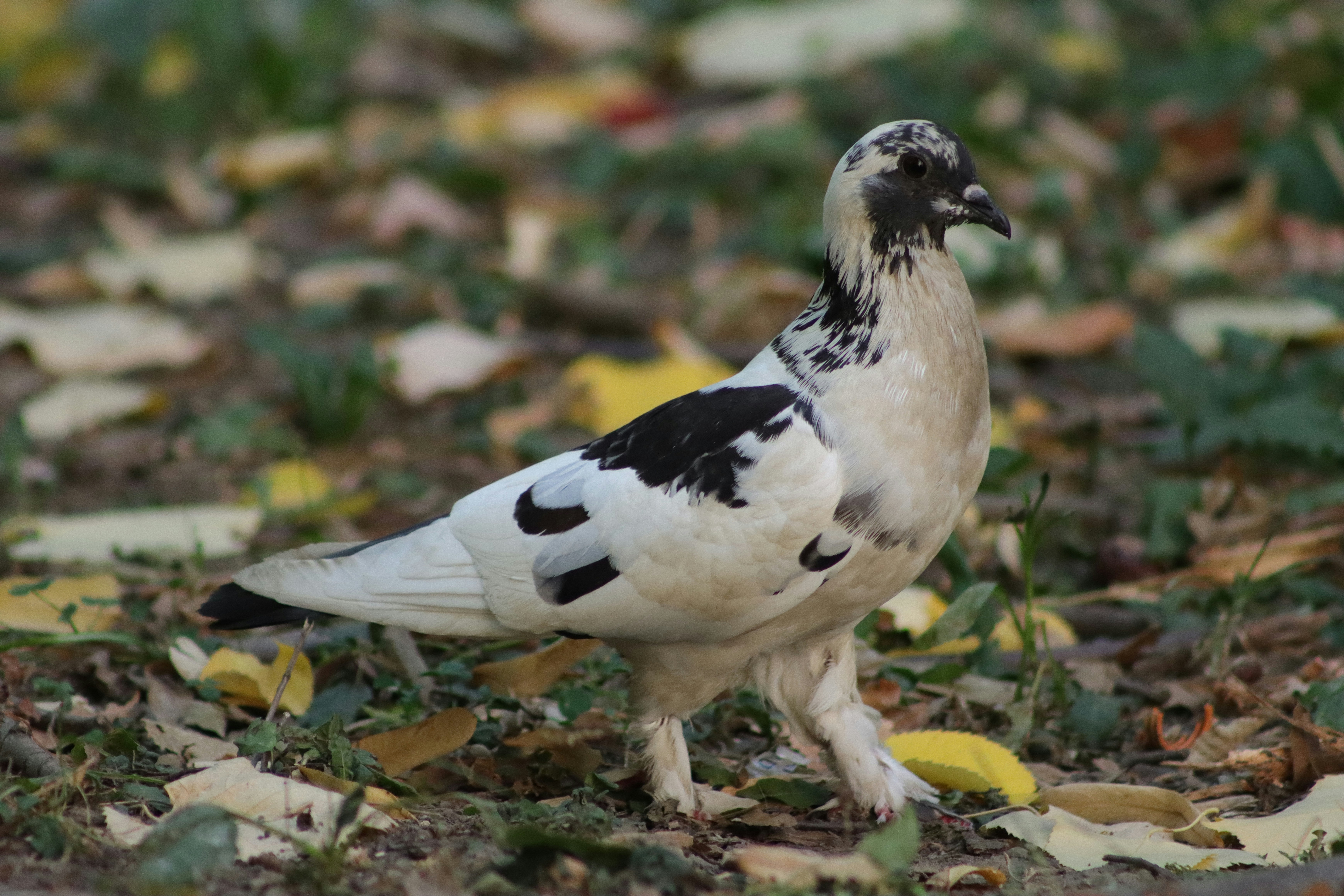 Pied Rock Pigeon Pauses Amid Amber Leaves
