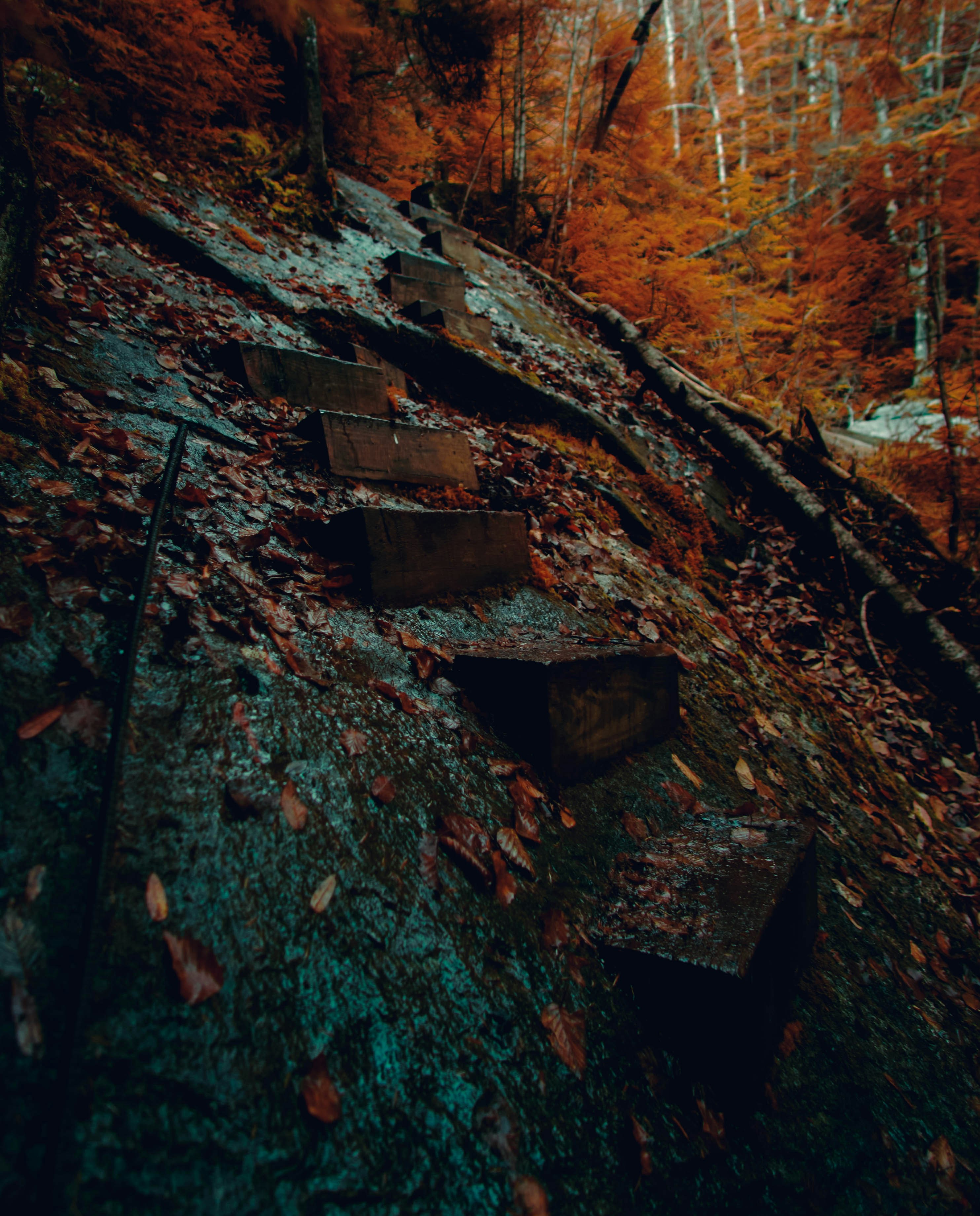 Ember Steps: A Mossy Staircase Descending Through a Shadowed Forest