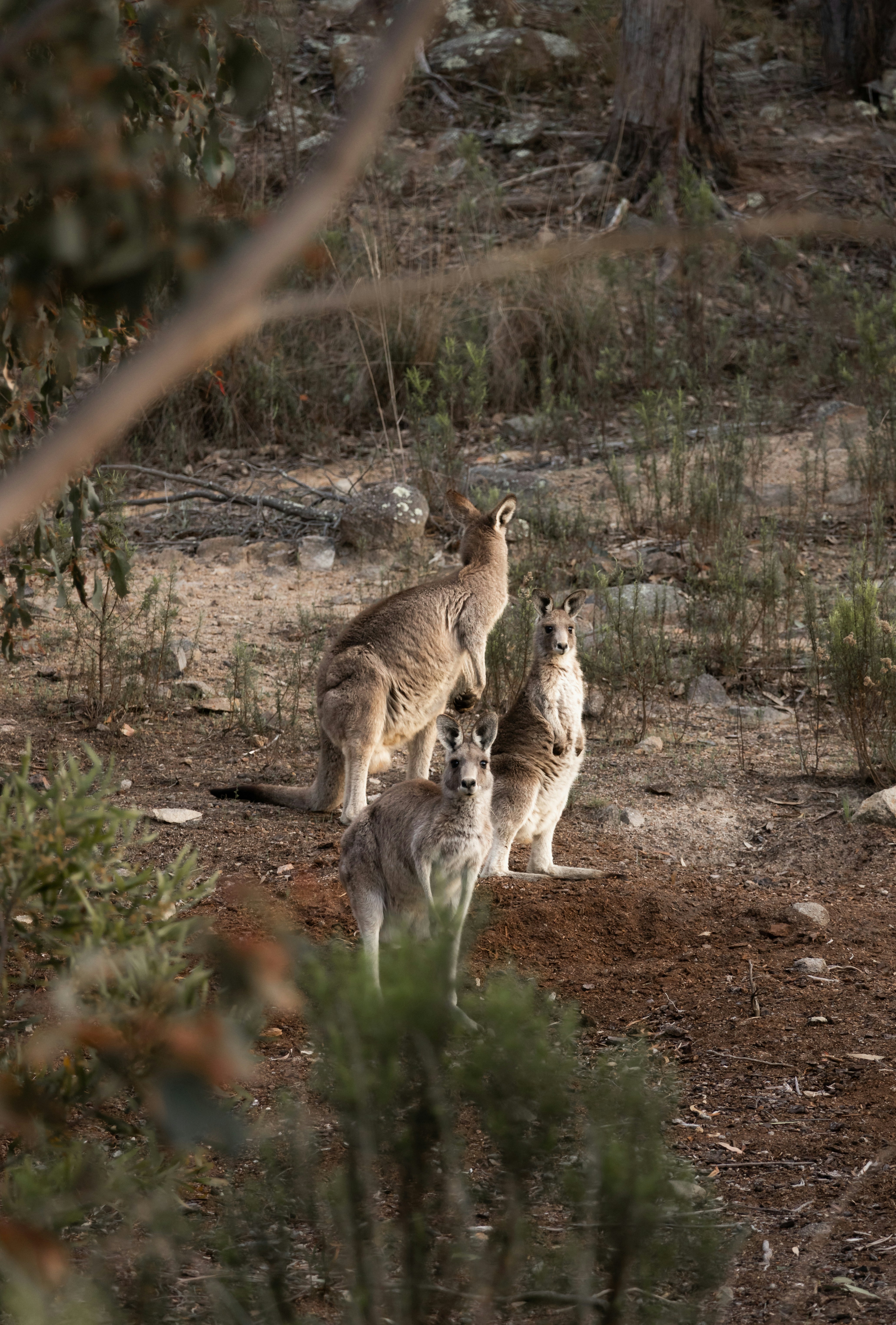 Trio of Wallabies on a Dusty Woodland Trail