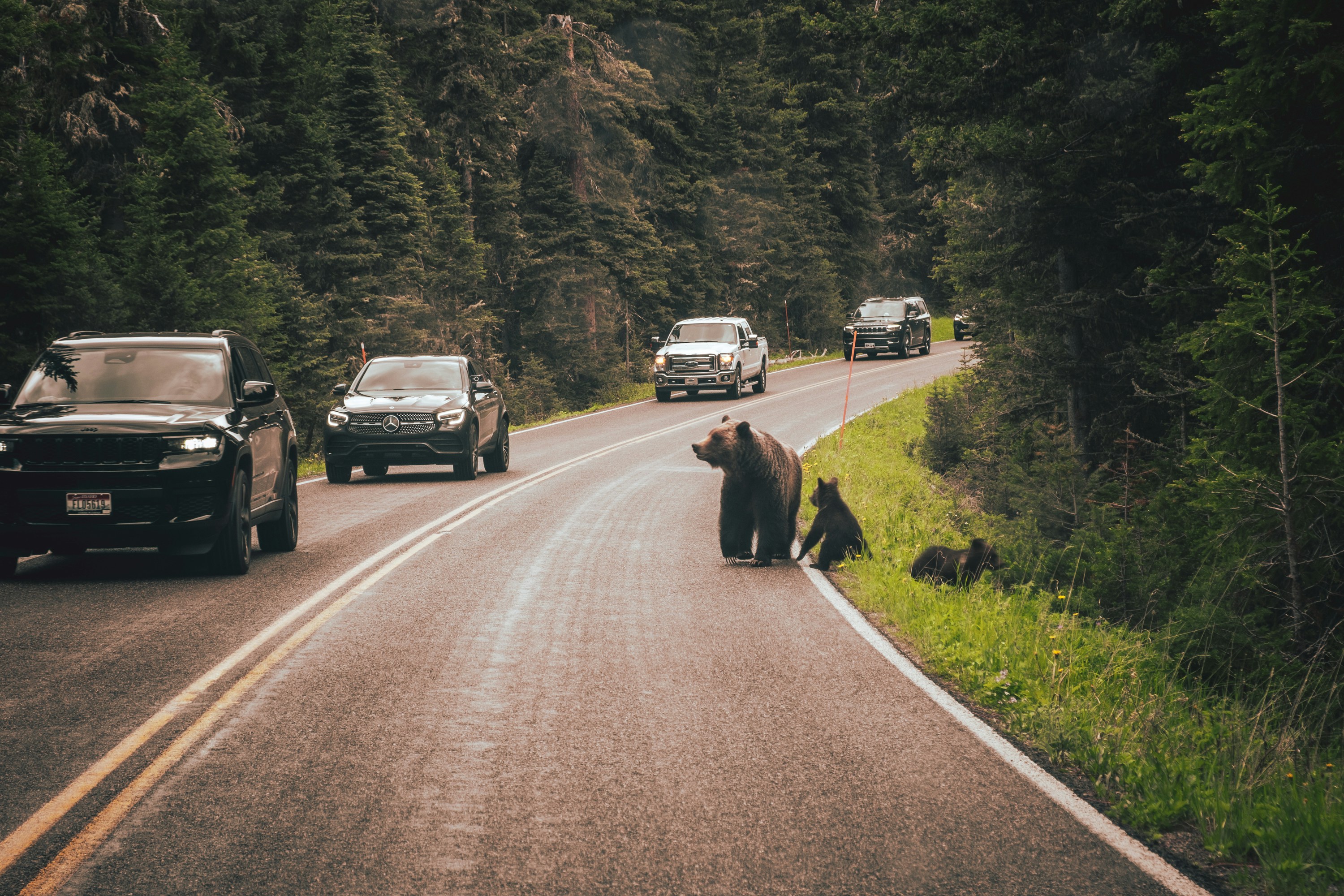 A mother bear and her cub navigate a winding road while cars pass by, highlighting the intersection of wildlife and human activity.