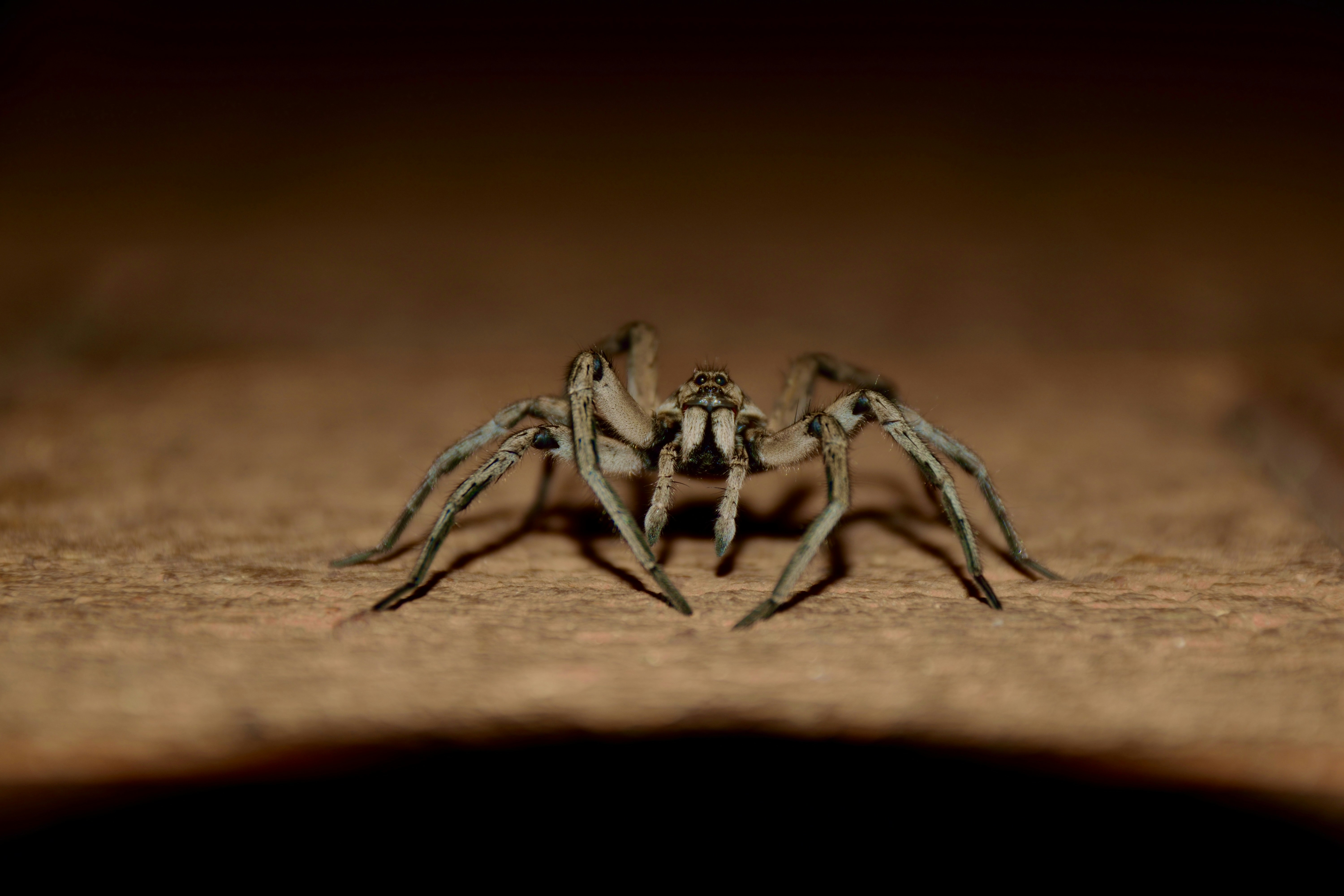 A close up of a spider on a piece of wood photo – Free Australien Image ...