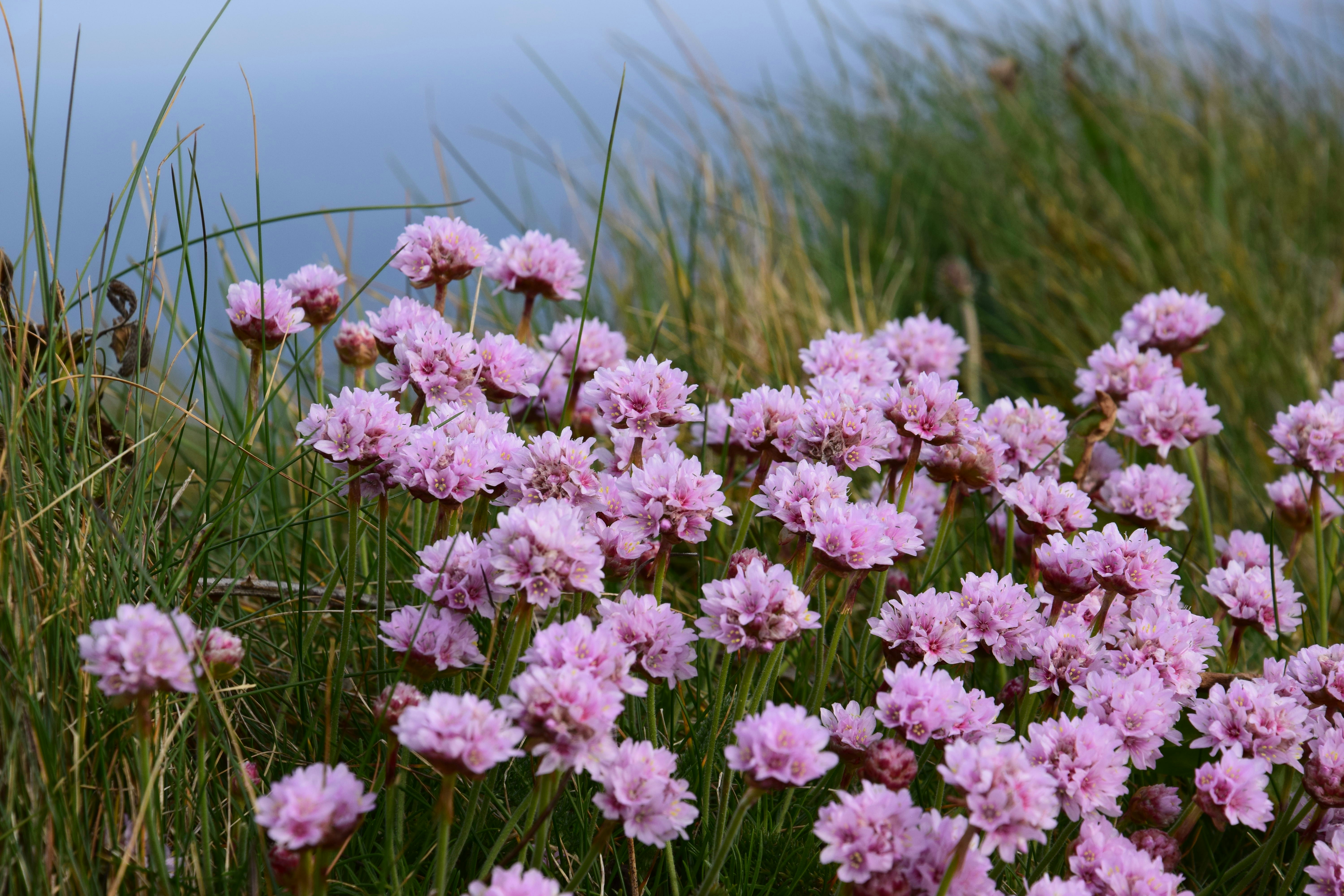 Sea Thrift in the Grass: Pink Blooms on a Coastal Slope