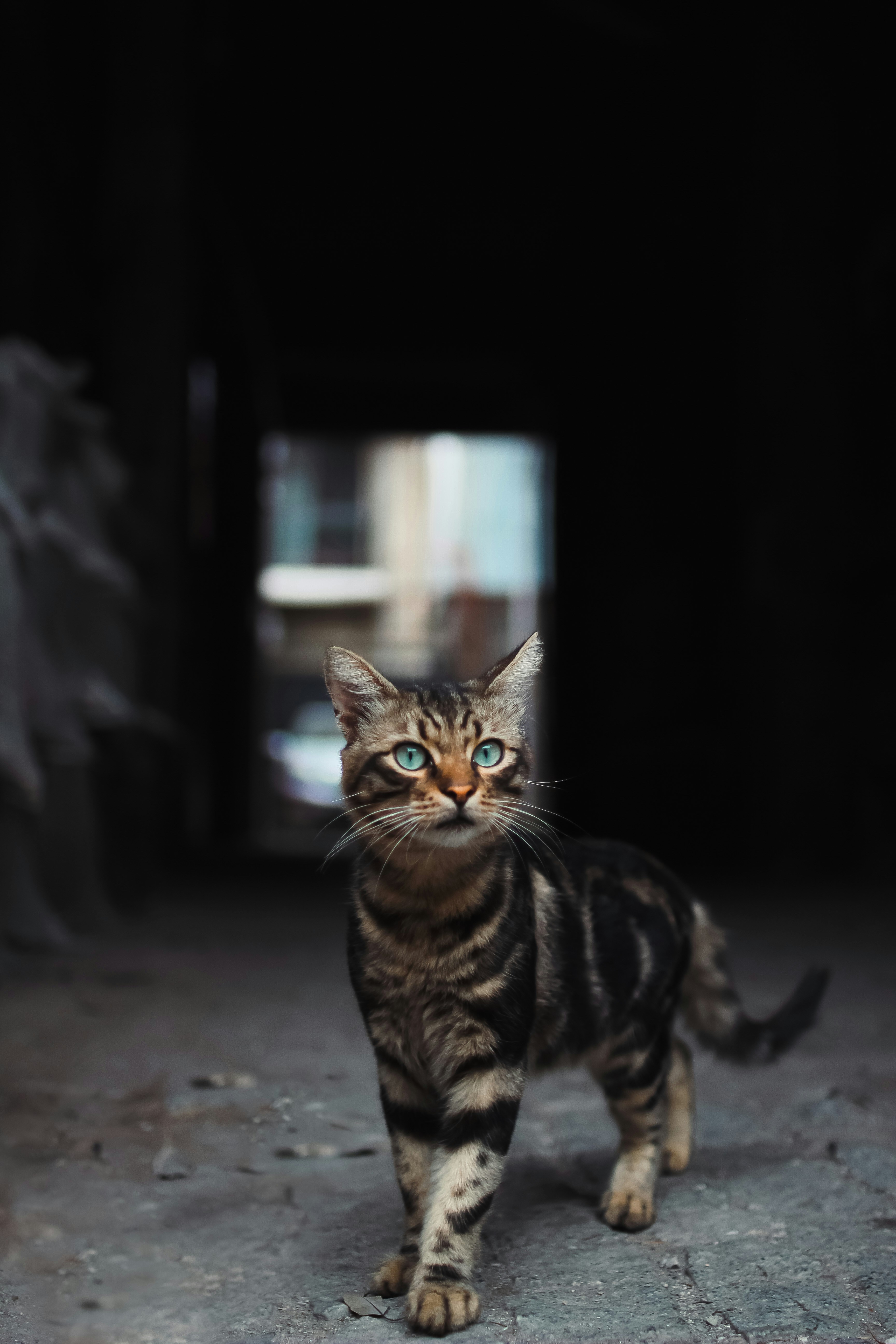 Emerald-eyed tabby at the mouth of a shadowed alley