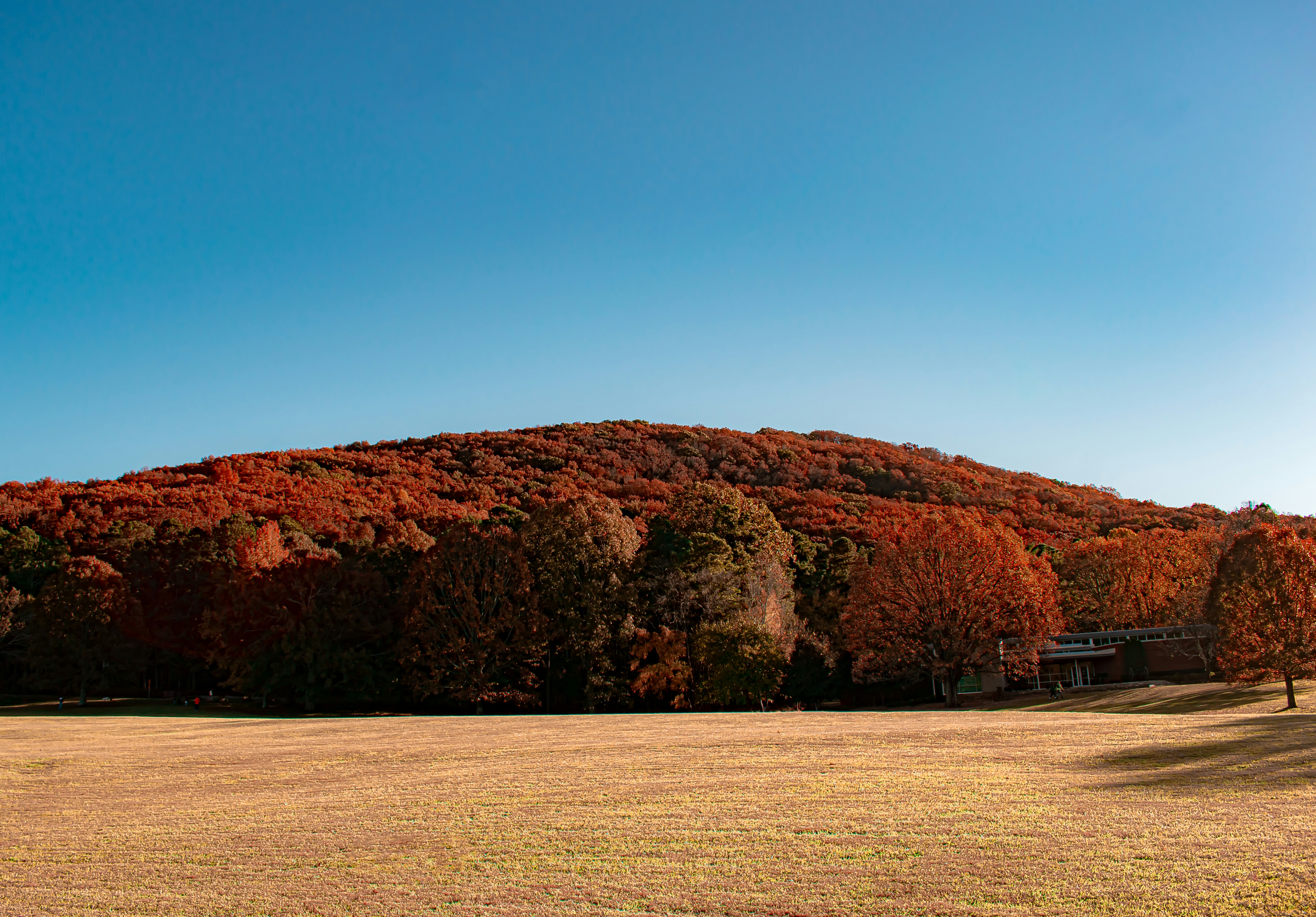 Vibrant autumn foliage blankets a gentle hill under a clear blue sky.