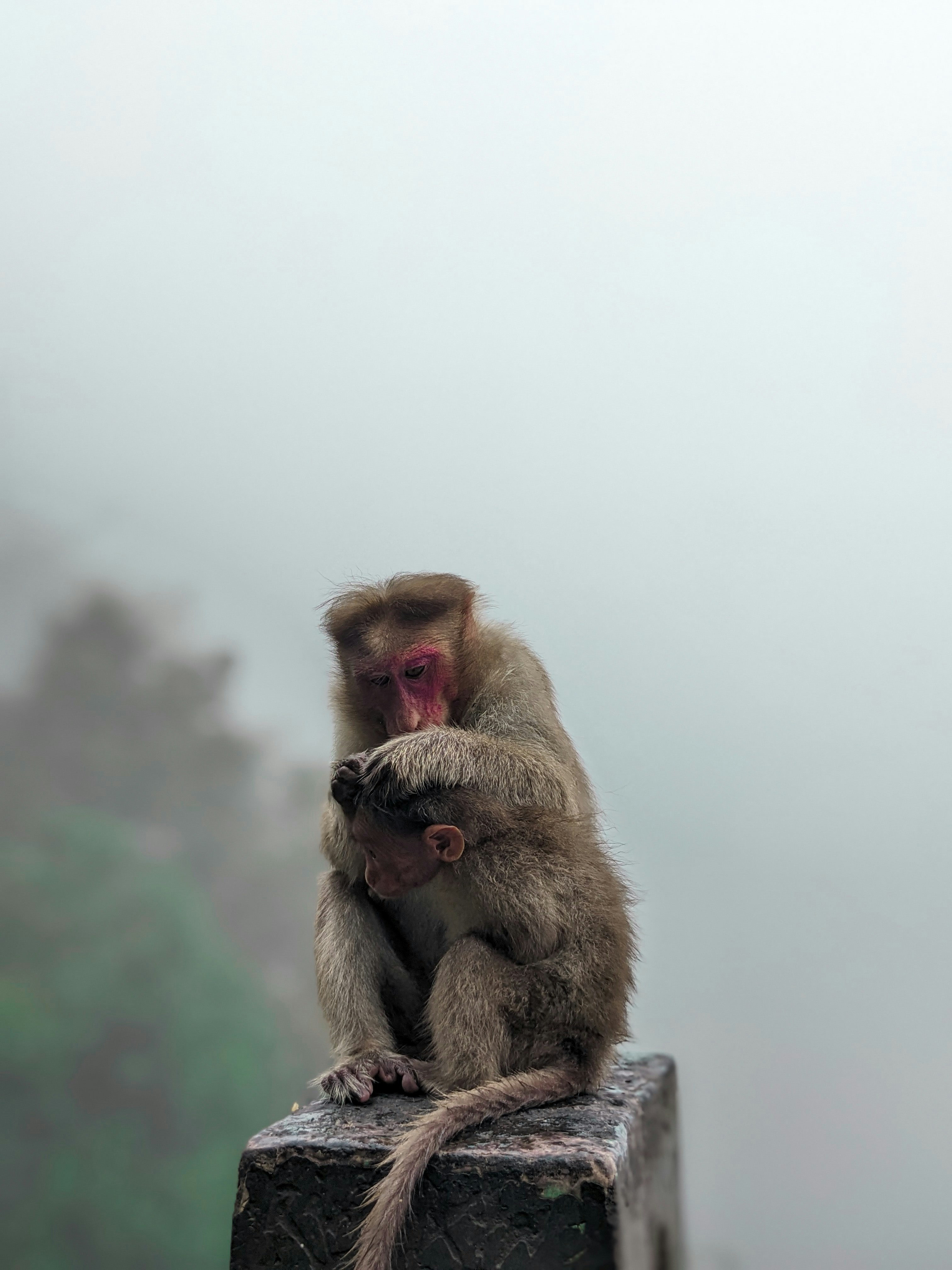 Un mono sentado encima de un poste de madera foto – Imagen de Mono ...