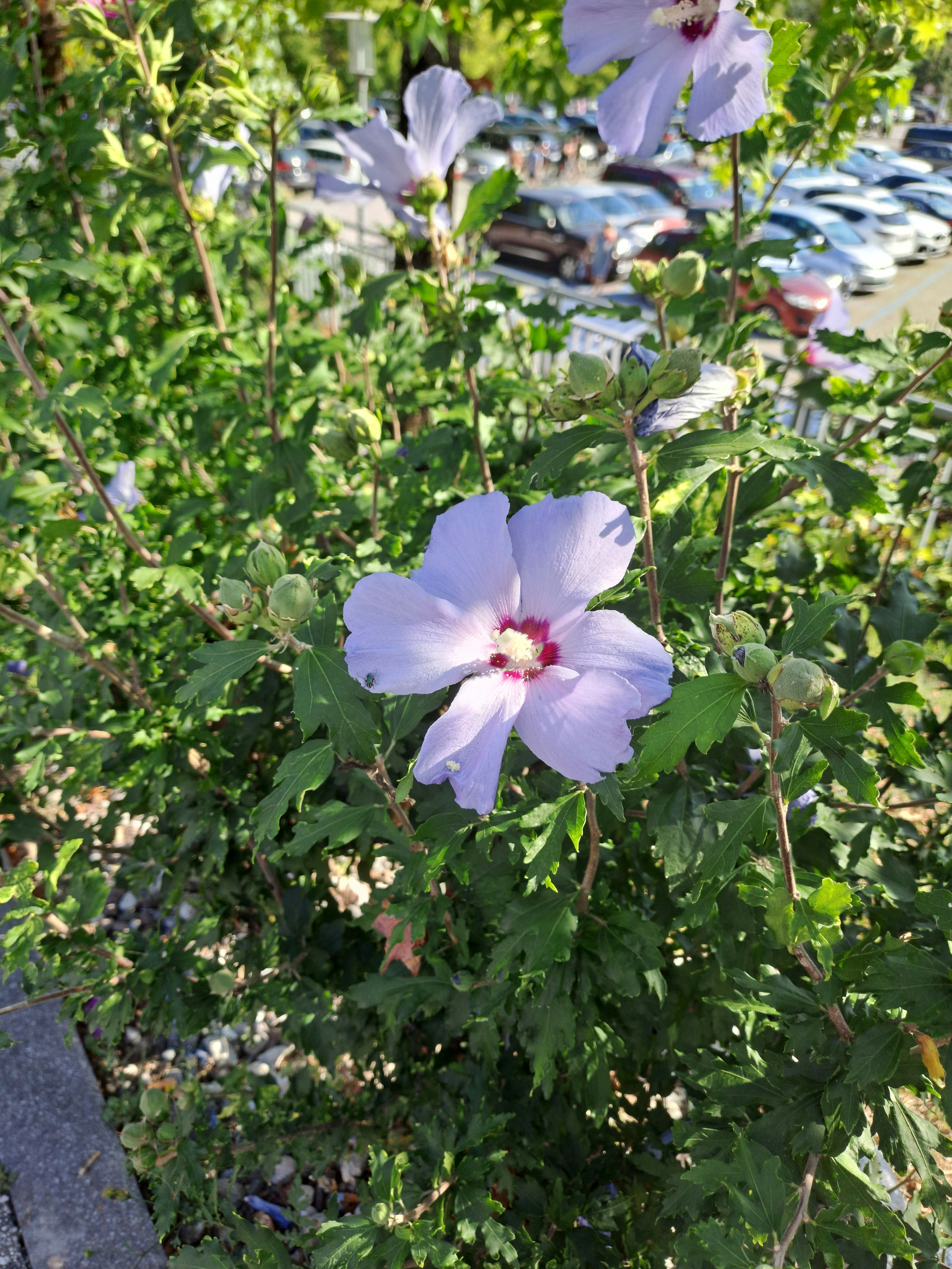 An expansive lavender hibiscus bloom commands focus amid vibrant green leaves. A distant parking lot forms a soft backdrop, keeping attention on the flower.