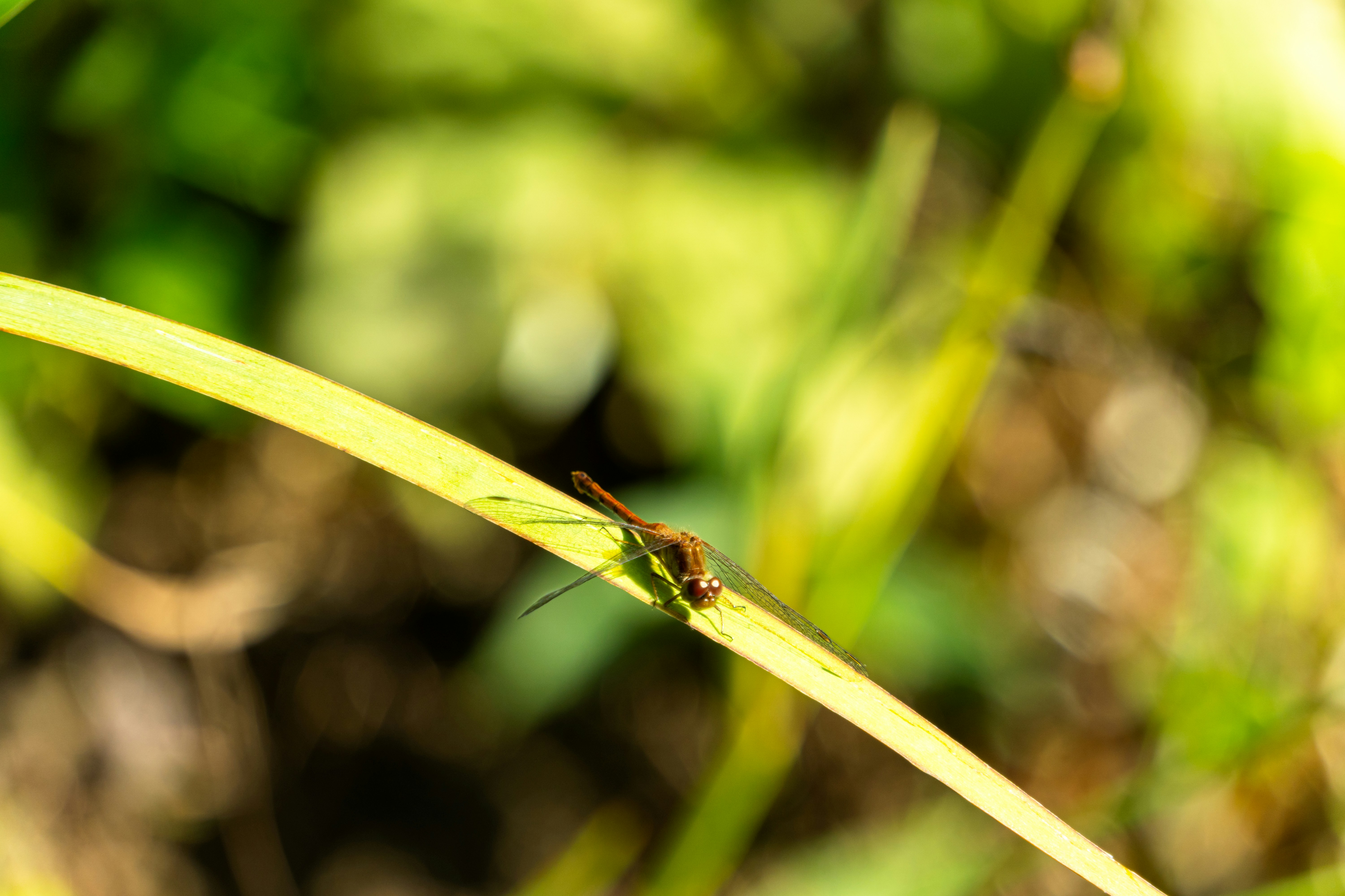 Foto Un pequeño insecto sentado encima de una hoja verde – Imagen ...