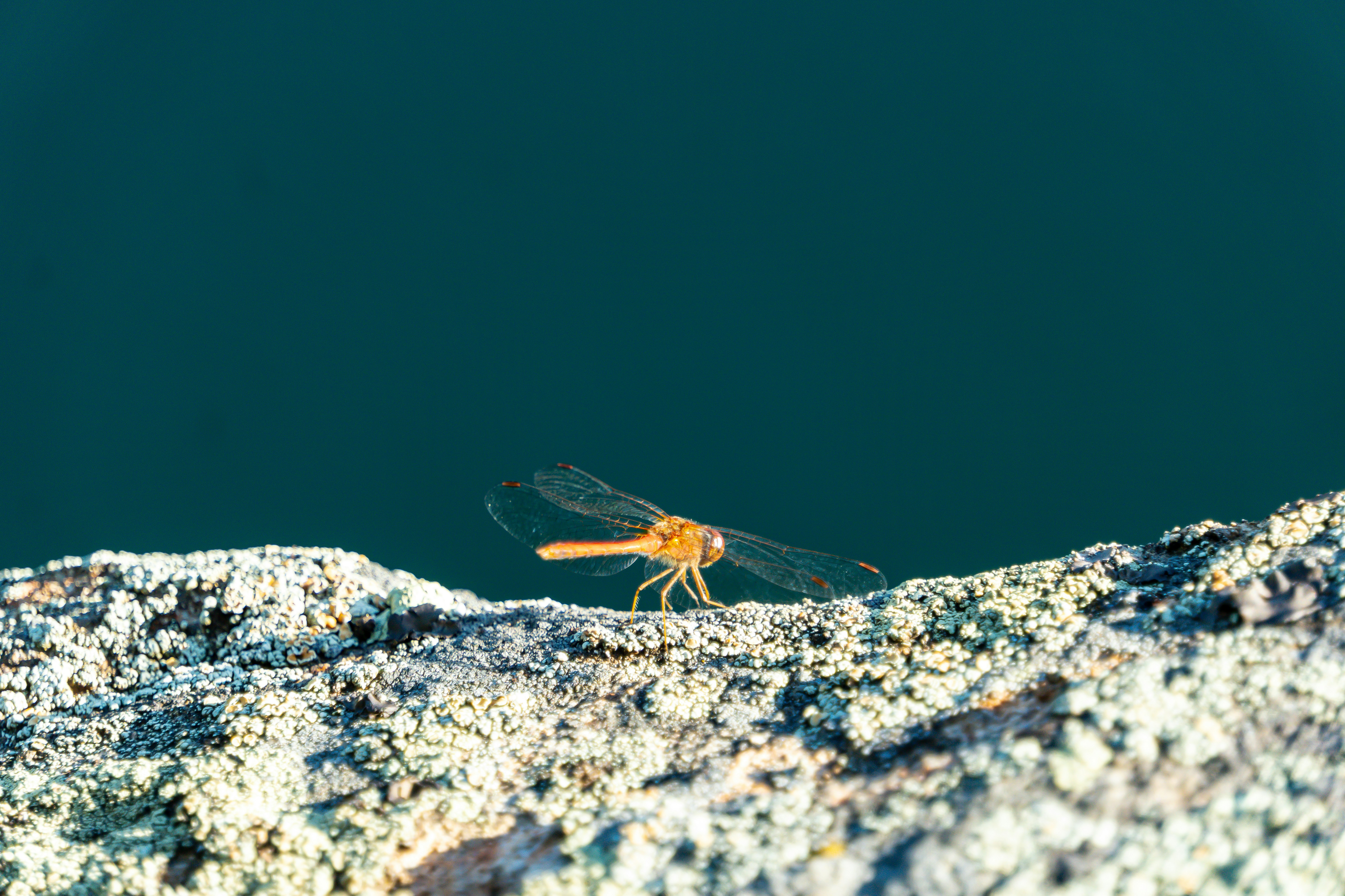 Un insecte assis au sommet d’un rocher à côté d’un plan d’eau photo ...