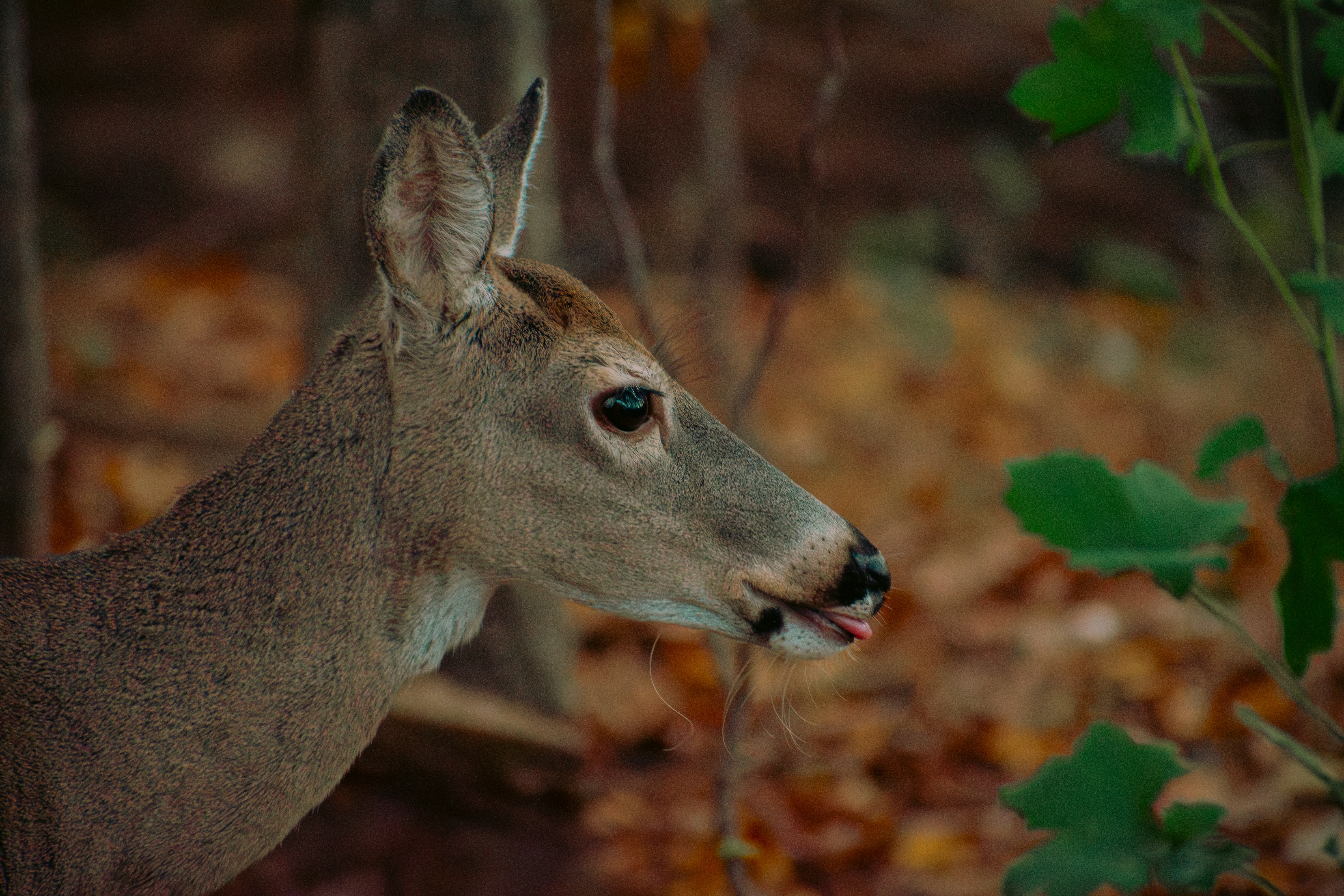 A deer standing in the woods with its mouth open photo – Free Usa Image ...