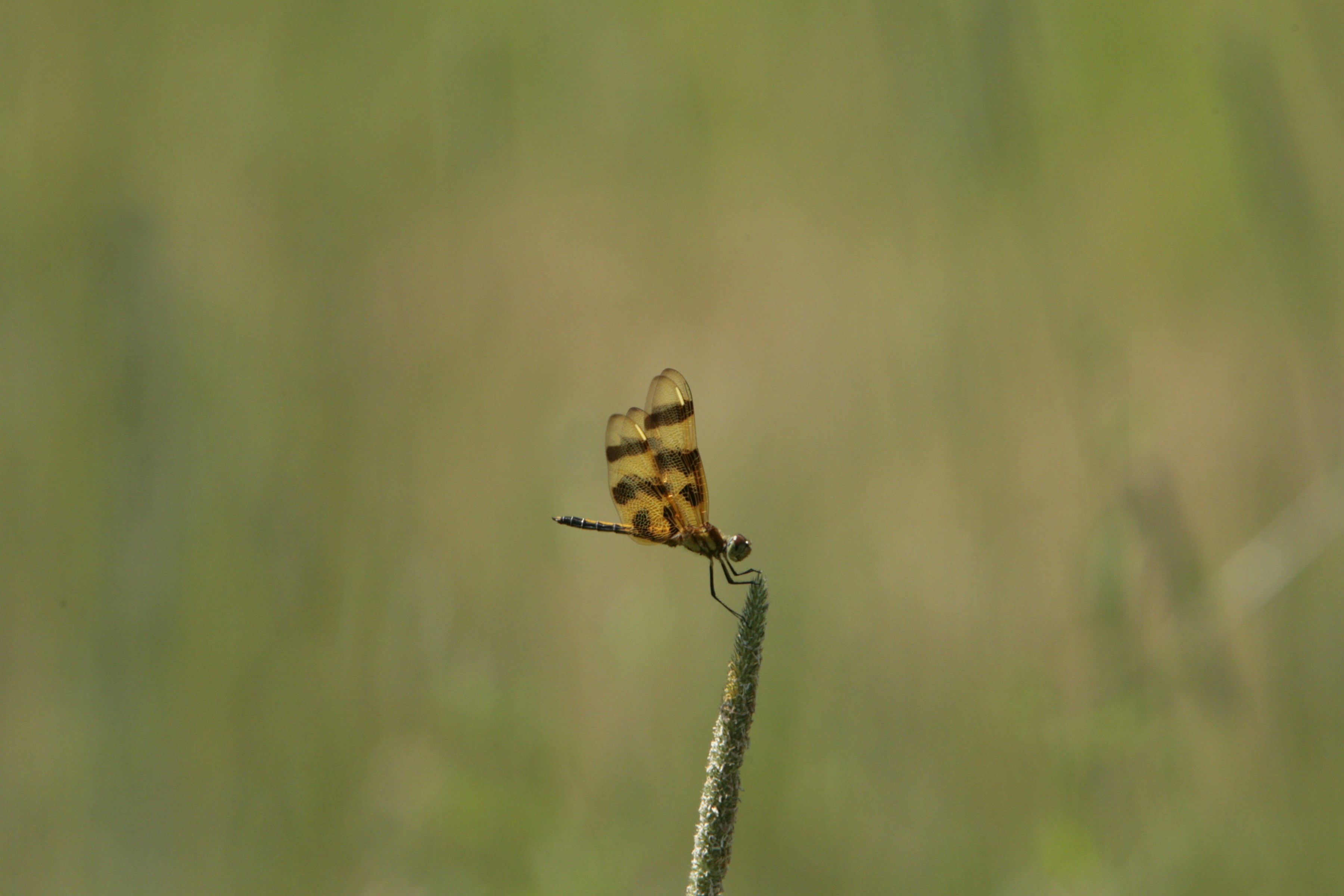 Amber-Striped Dragonfly on a Lone Reed in a Quiet Meadow