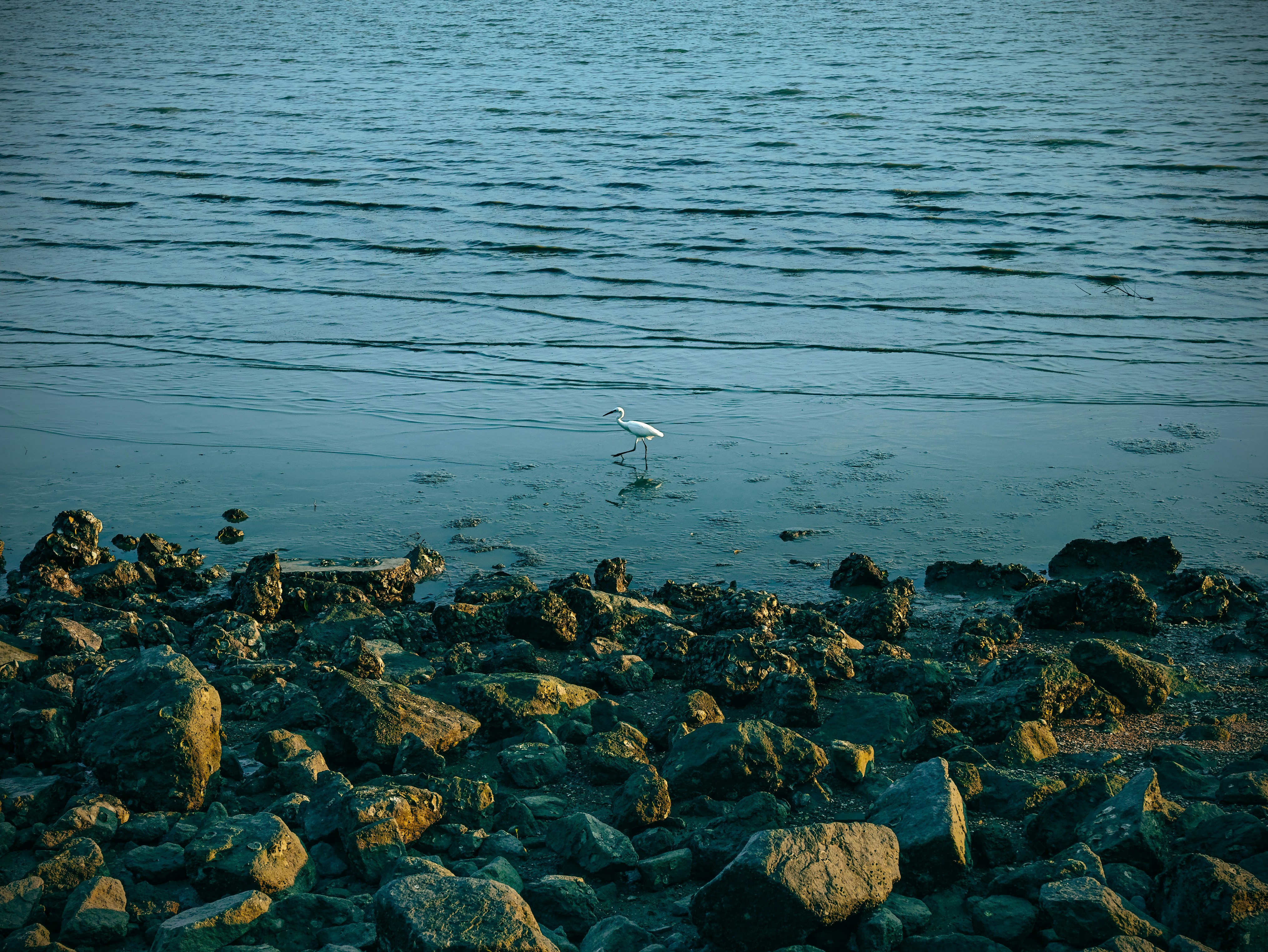 Egret at the Edge: Quiet Tide Among Jagged Rocks