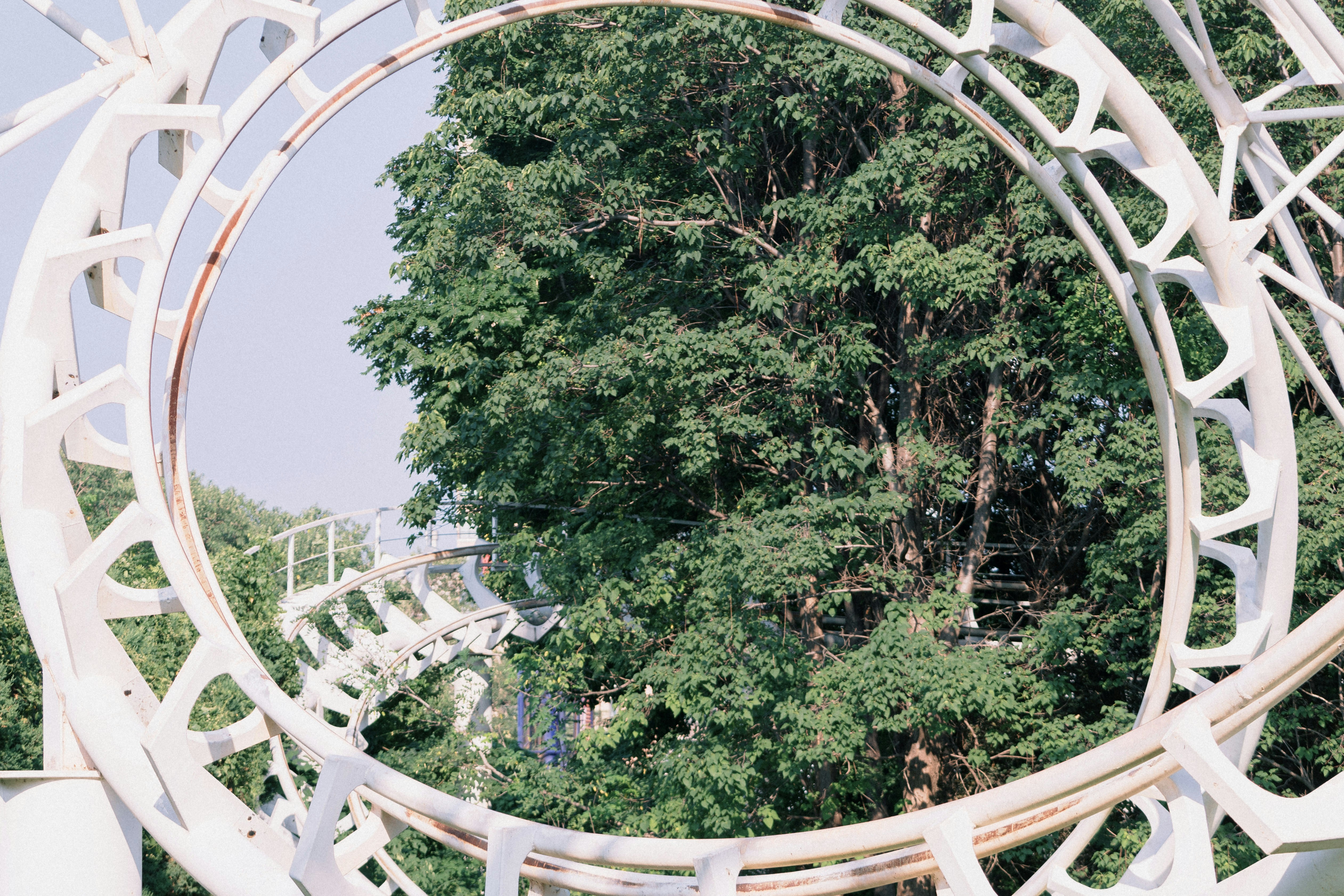 Circular Portal: White Rings Framing a Lush Tree Canopy