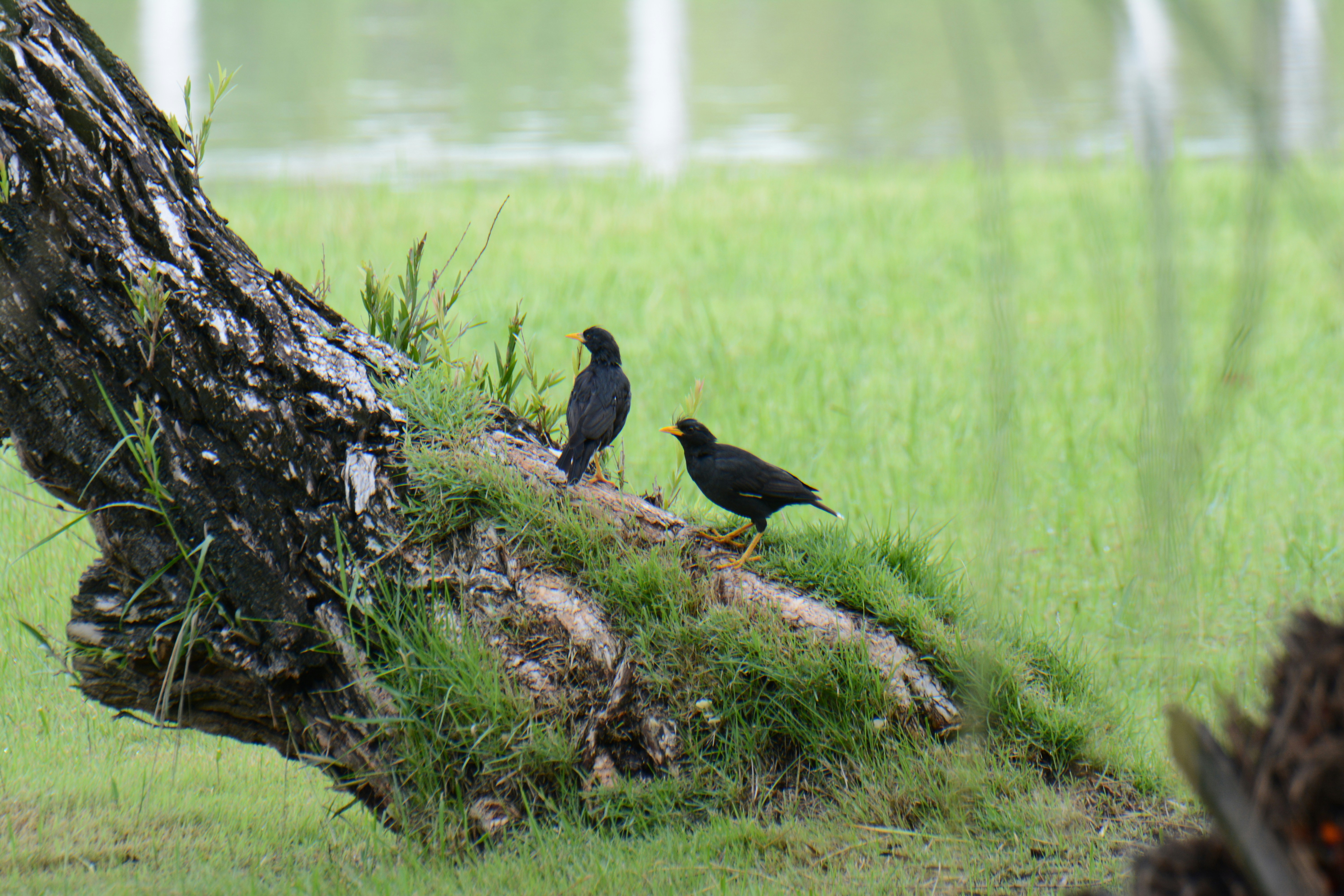 Mossy Log Rendezvous: Two Black Birds at the Pond's Edge