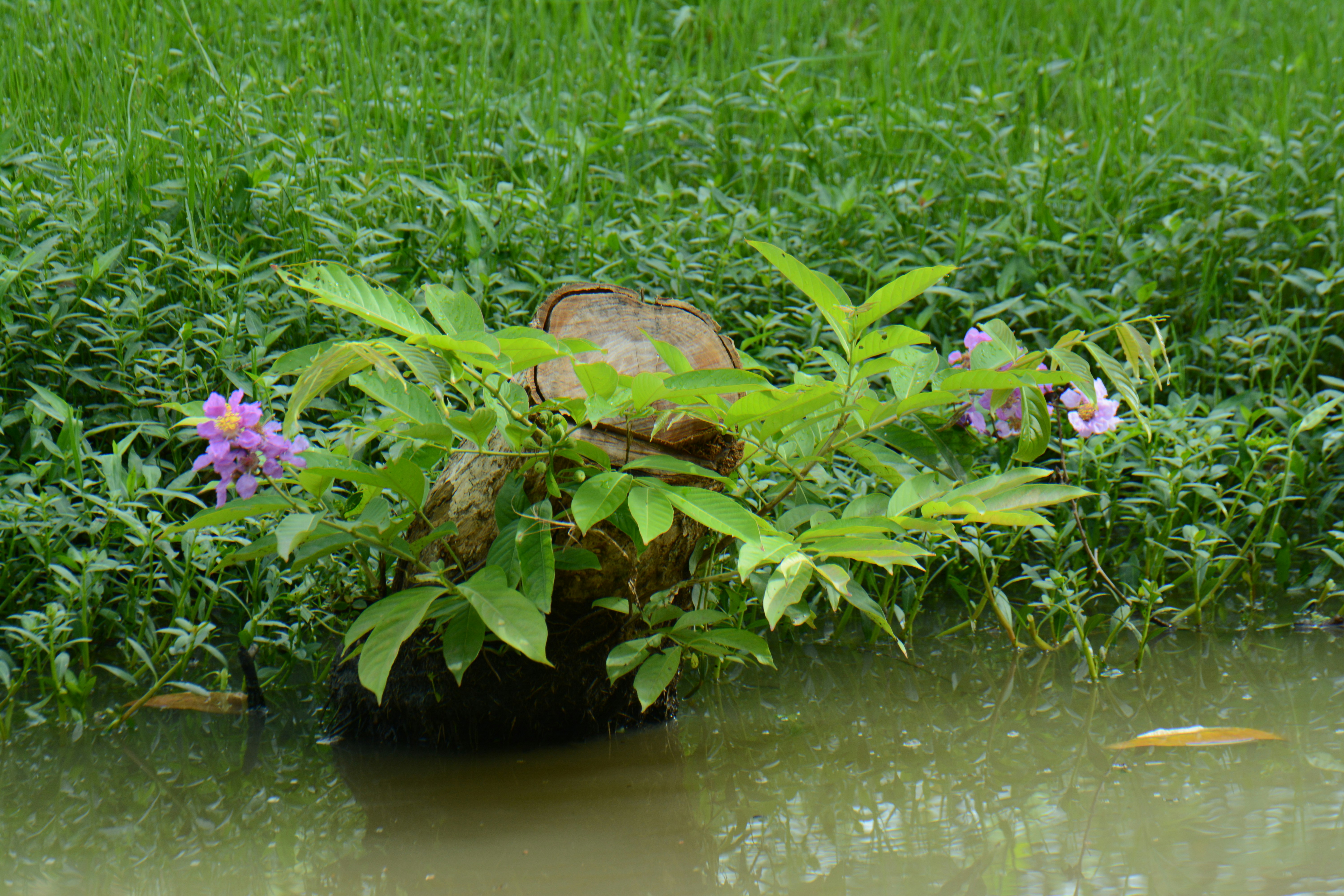 Floating Green Oasis: Purple Blossoms Fringing a Quiet Pond