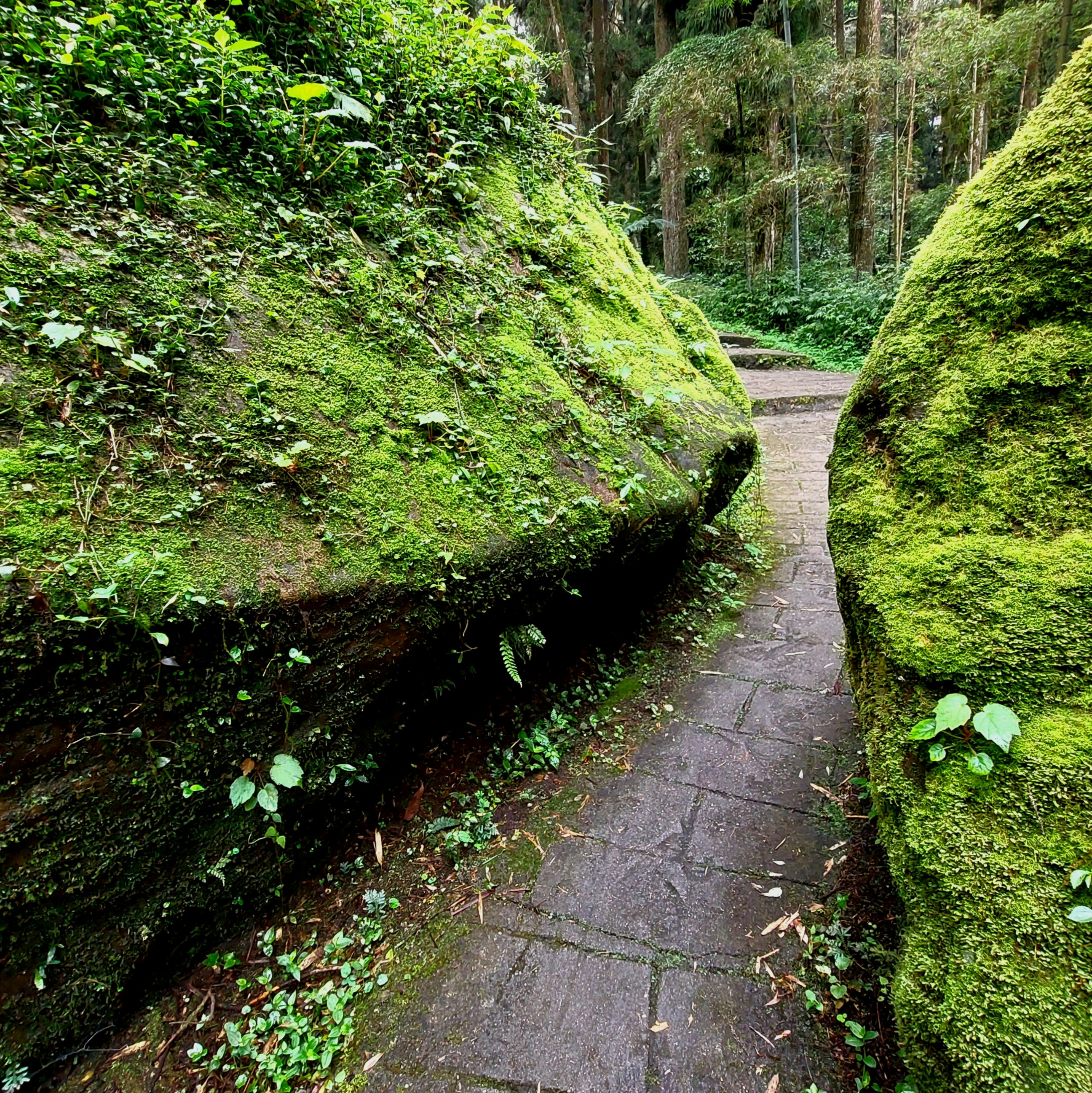 Foto Un sendero en medio de un frondoso bosque verde – Imagen Sendero ...