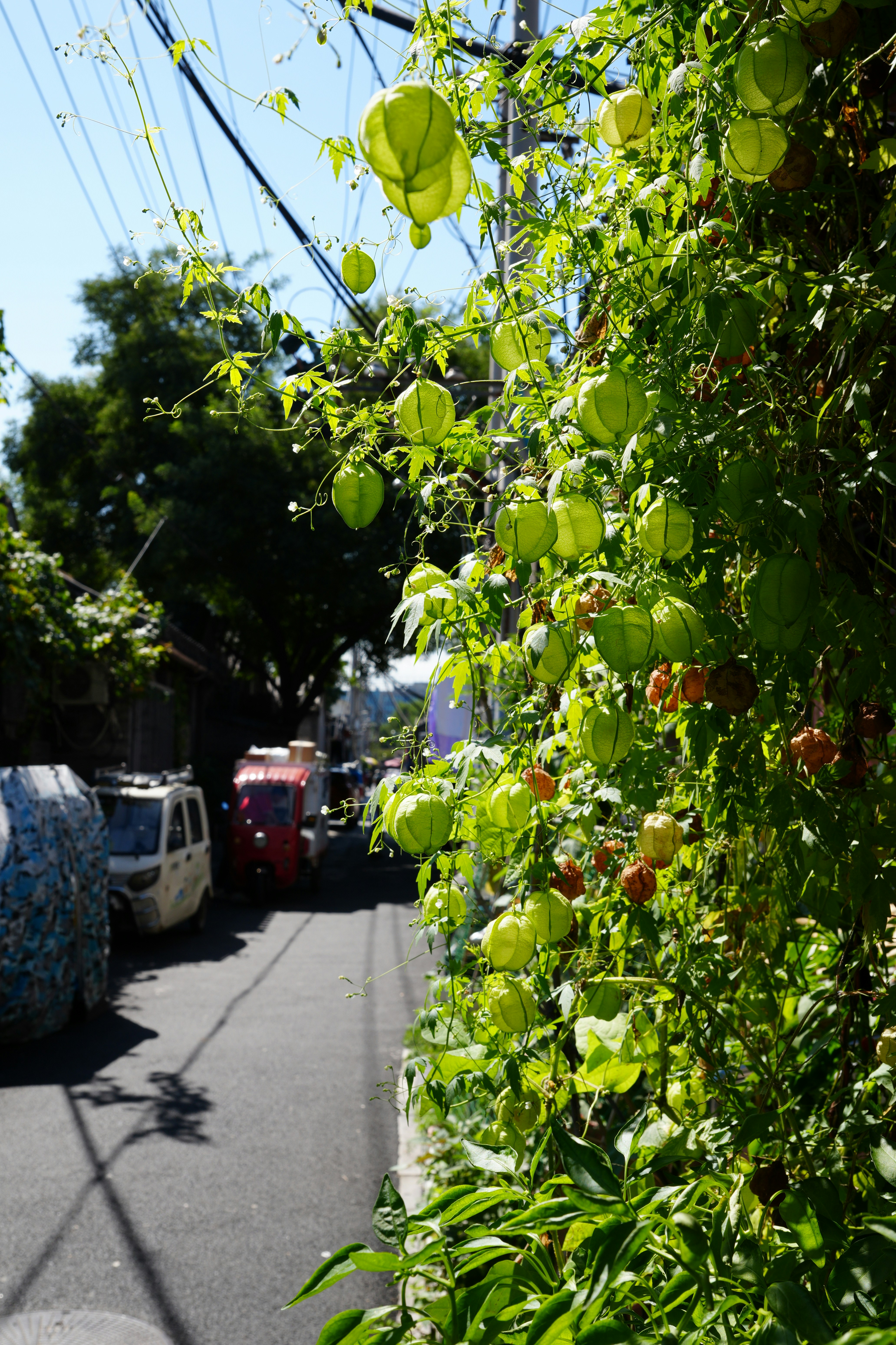 Photo by wei hu with Sony Alpha 6700